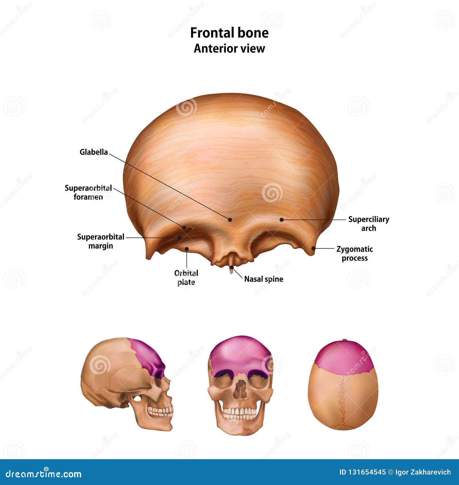 Os Frontal Avec Le Nom Et La Description De Tous Les Sites Illustration ...
