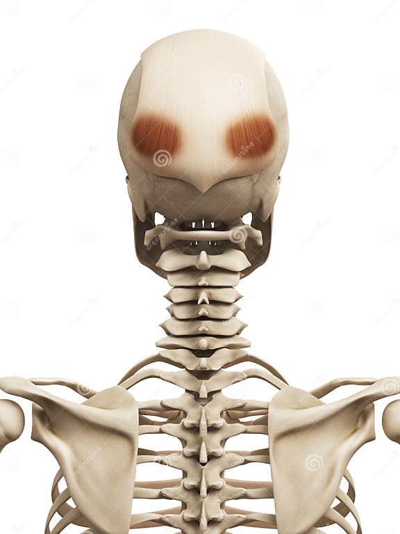 Os frontalis ilustração stock. Ilustração de ciência - 45575520