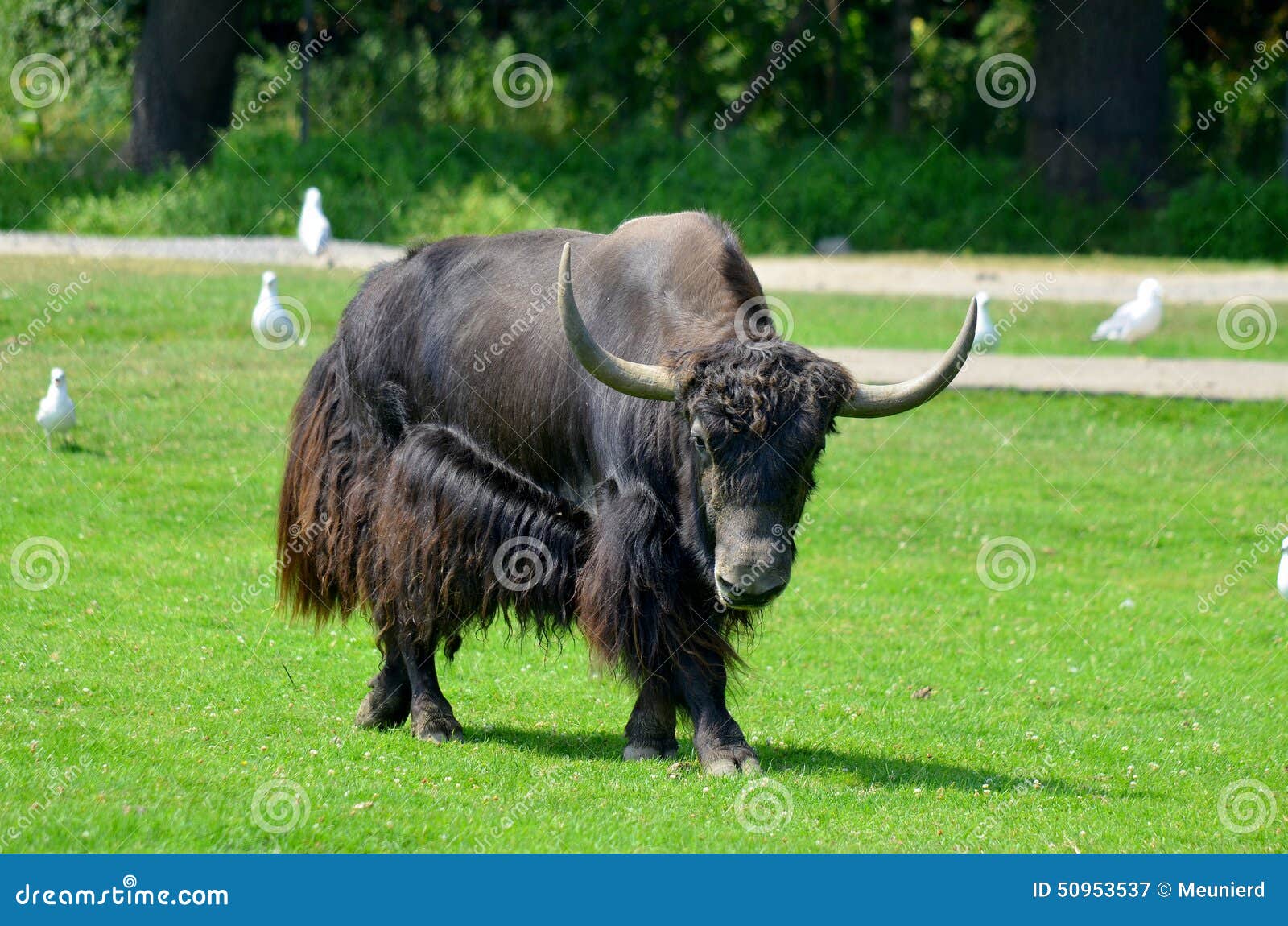 Os iaques imagem de stock. Imagem de chifre, pesado, himalaia - 50953537