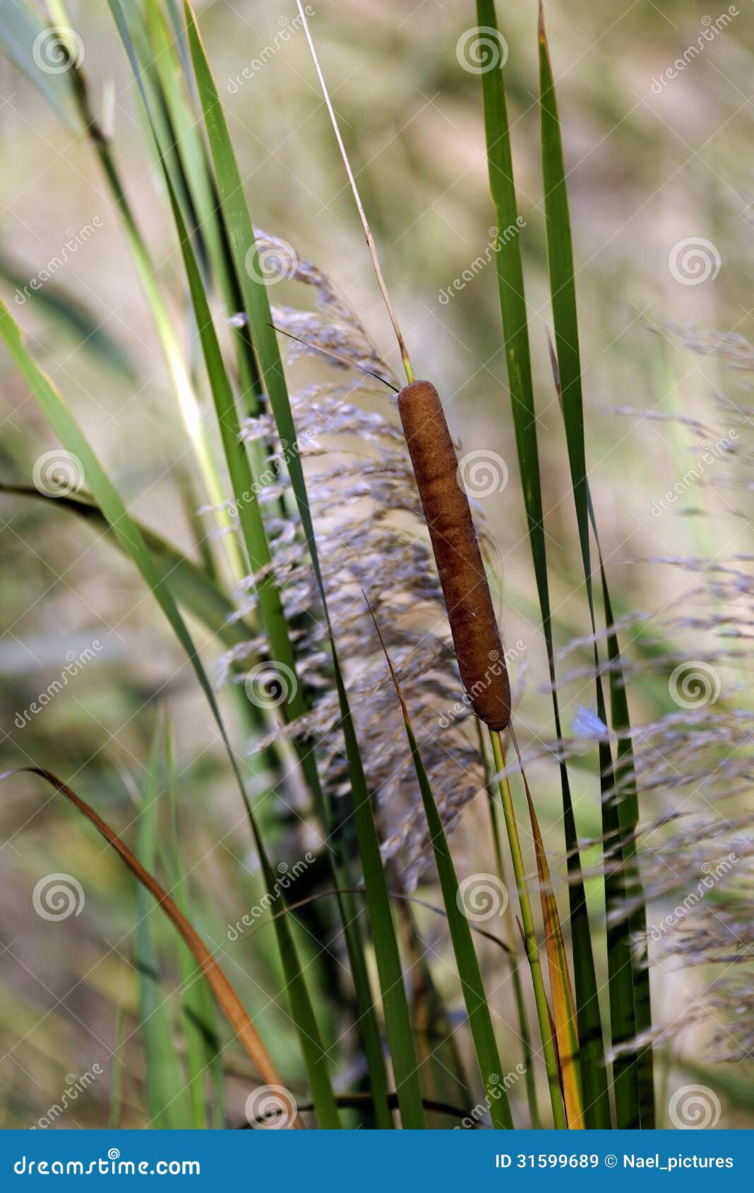 Os juncos imagem de stock. Imagem de vermelho, grama - 31599689