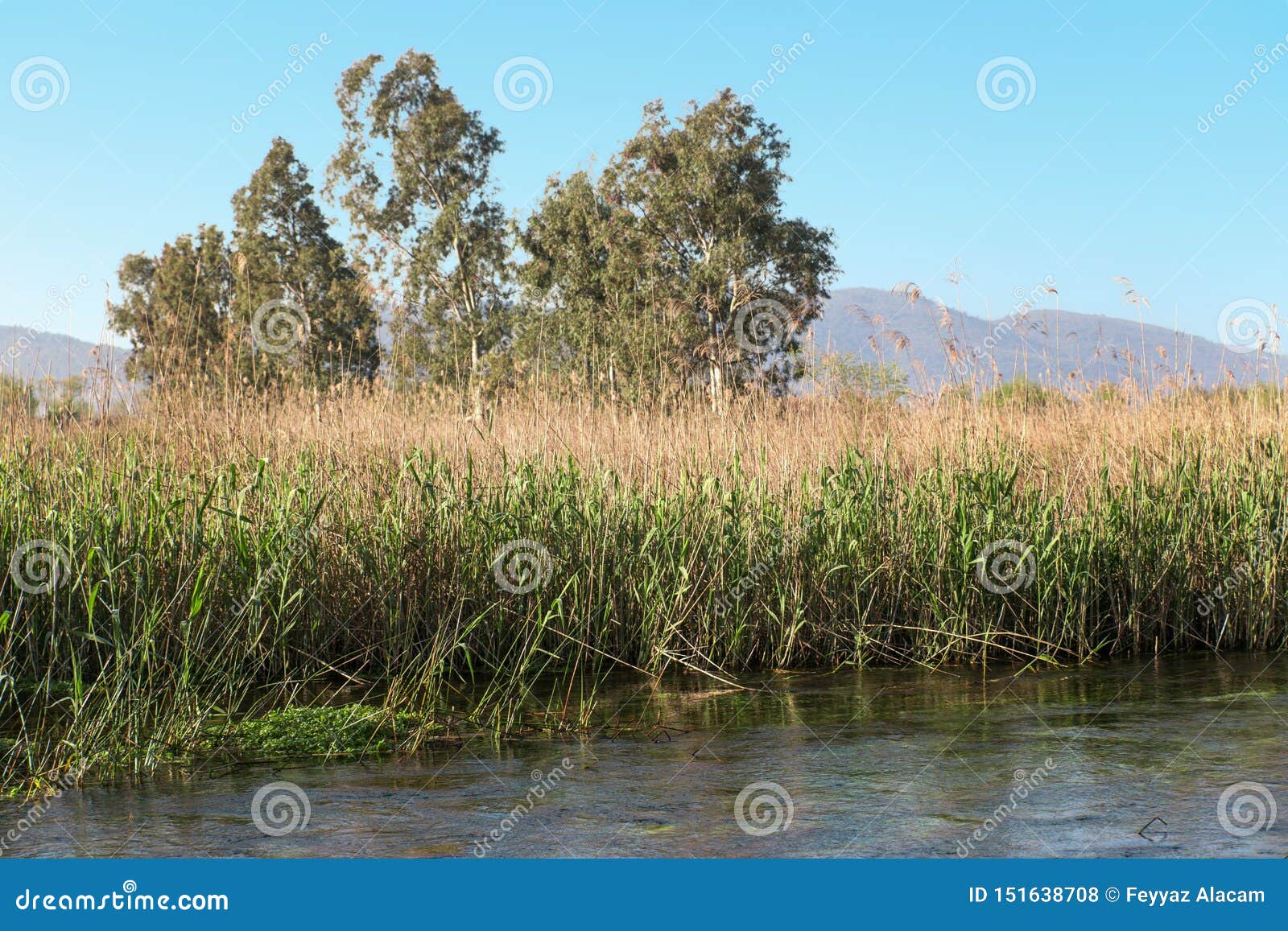 Os juncos na borda do rio foto de stock. Imagem de limpar - 151638708