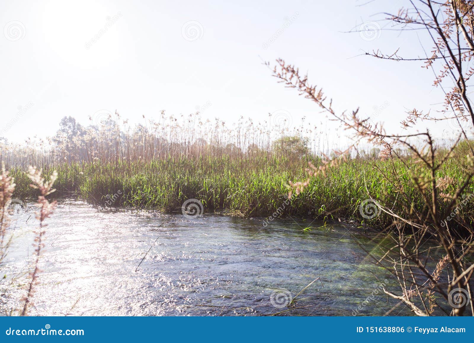 Os juncos na borda do rio foto de stock. Imagem de grama - 151638806