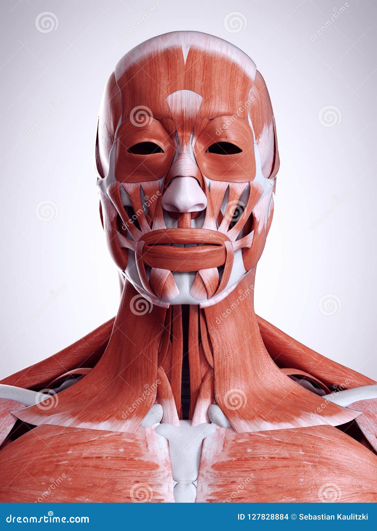 Os Músculos Da Cabeça E Do Pescoço Ilustração Stock - Ilustração de ...