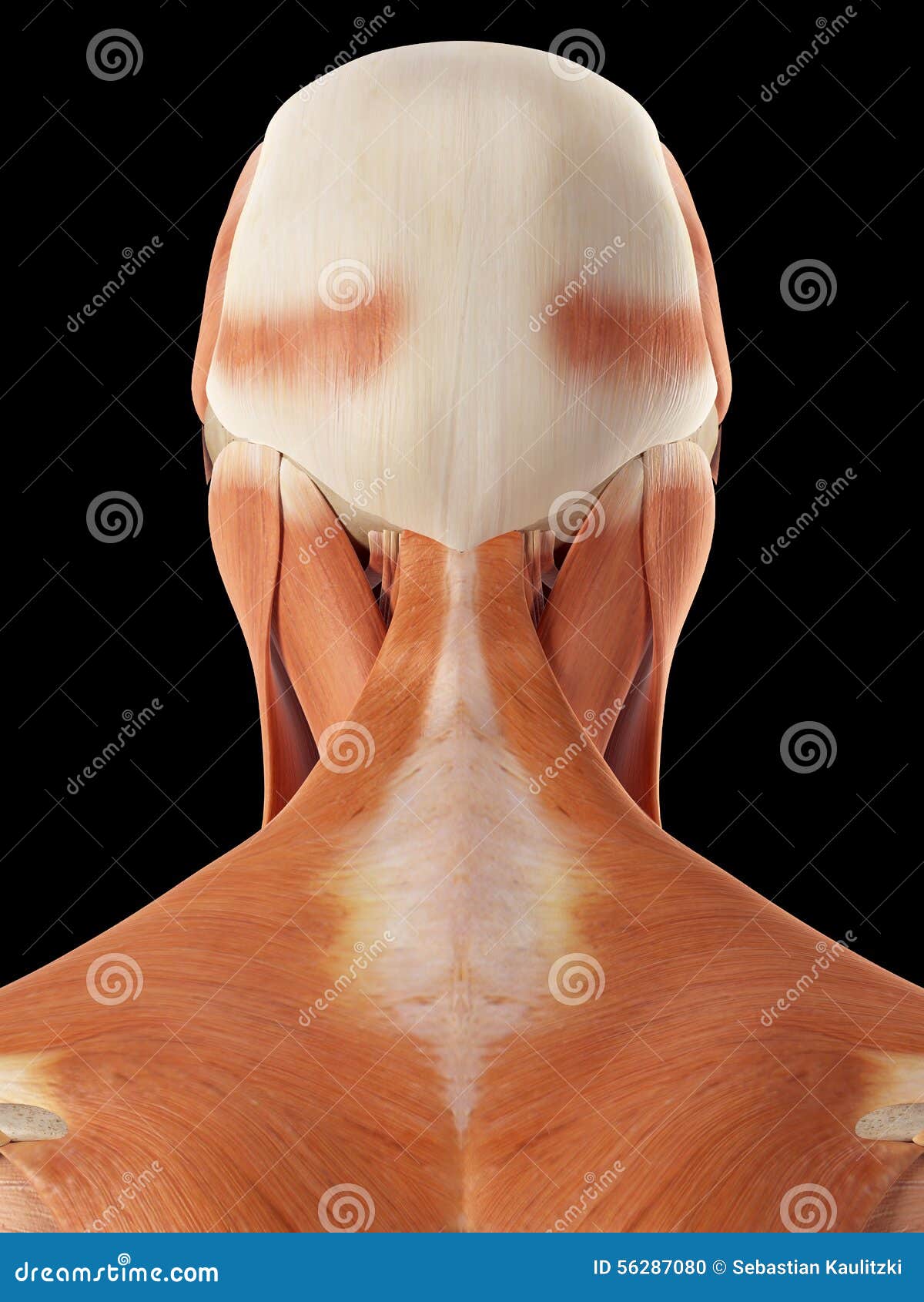 Os Músculos Da Cabeça E Do Pescoço Ilustração Stock - Ilustração de ...