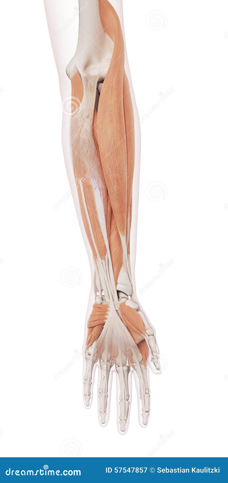 Os músculos do antebraço ilustração stock. Ilustração de render - 57547857