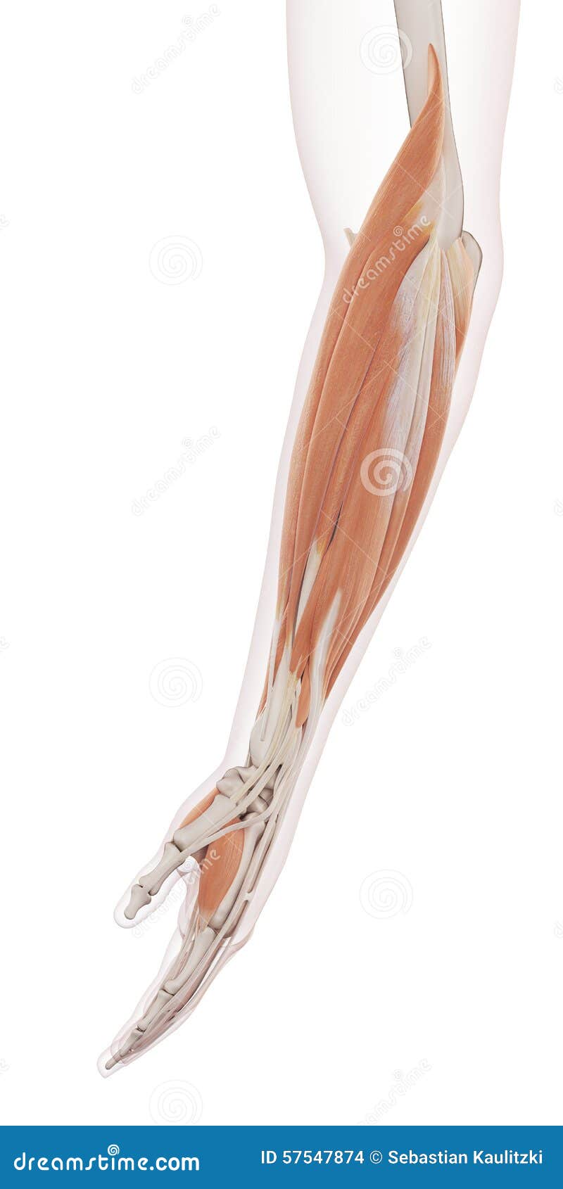 Os músculos do antebraço ilustração stock. Ilustração de lateral - 57547874