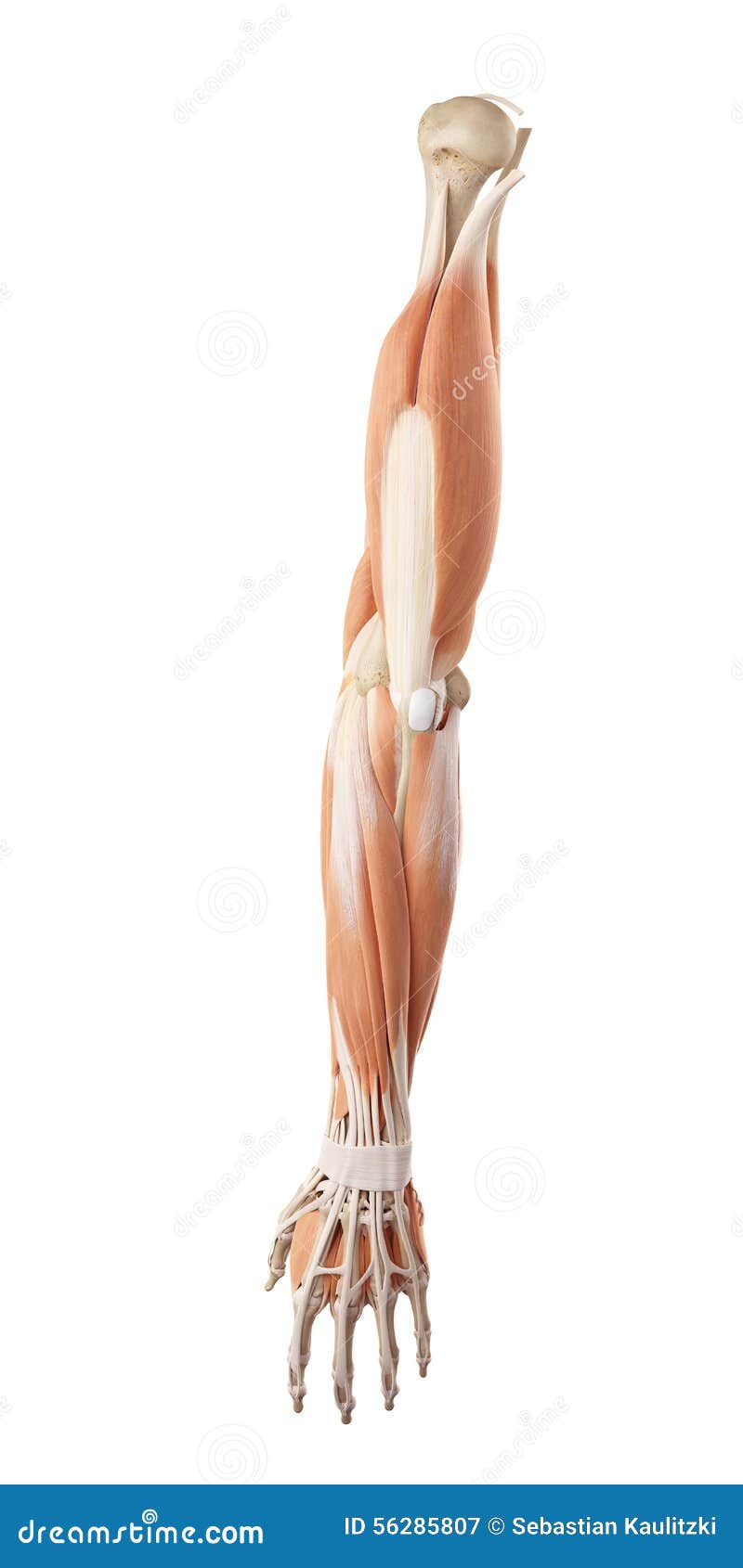 Os músculos do braço ilustração stock. Ilustração de biologia - 56285807
