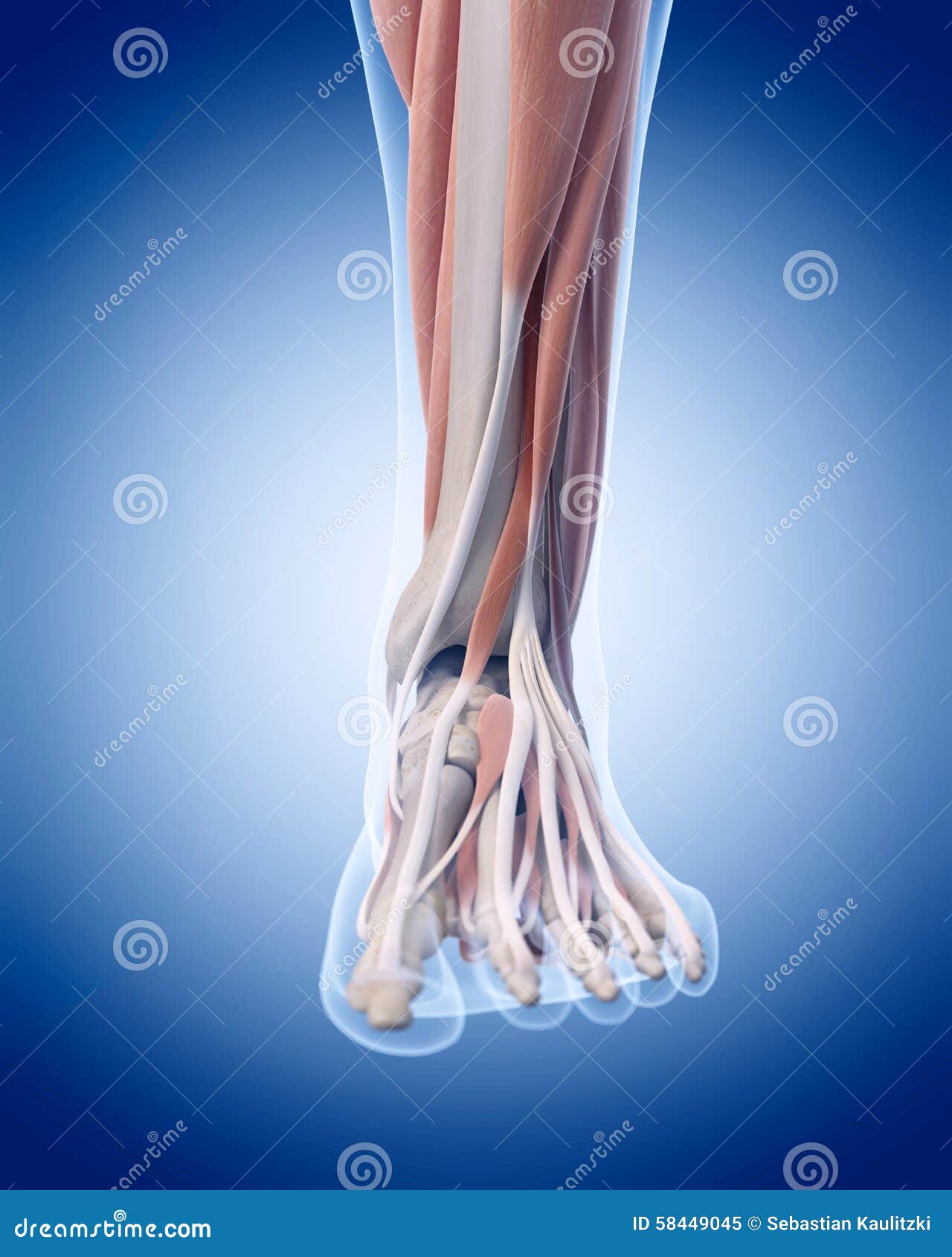 Os músculos do pé ilustração stock. Ilustração de biologia - 58449045