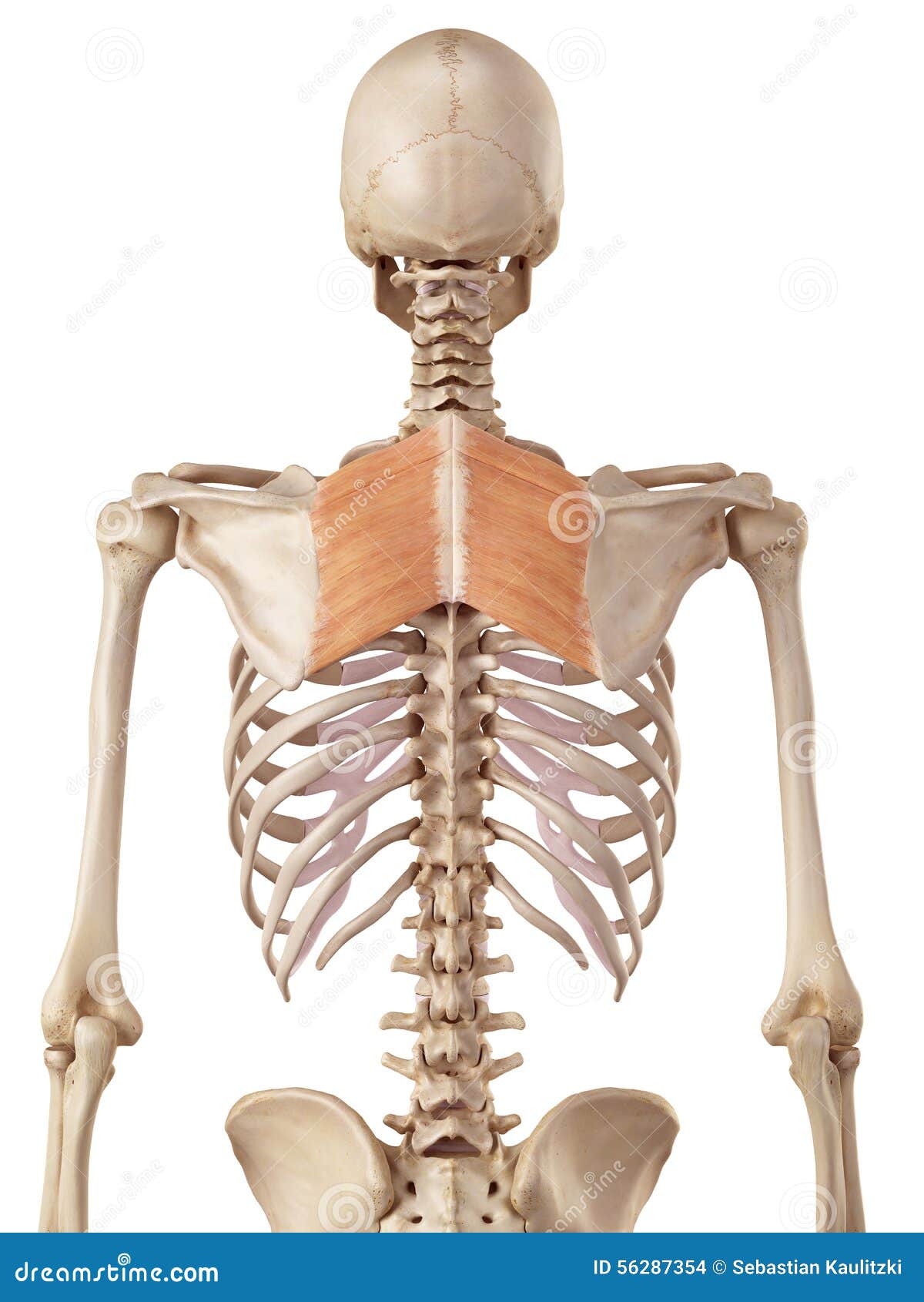 Os músculos romboides ilustração stock. Ilustração de médico - 56287354