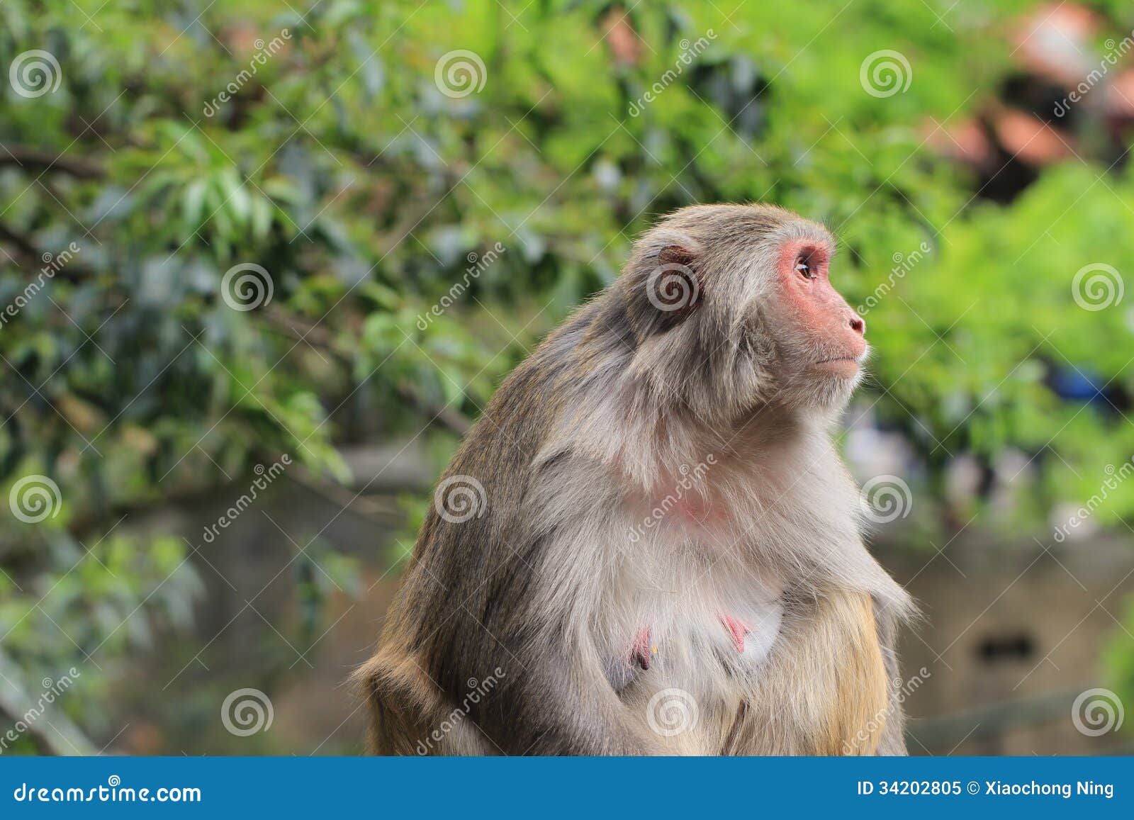 Os macacos bonitos imagem de stock. Imagem de macaco - 34202805