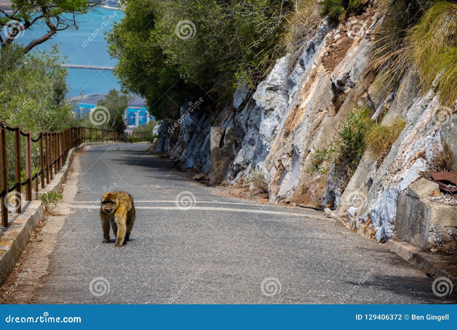Os Macacos Famosos De Gibraltar Foto de Stock - Imagem de cidade ...