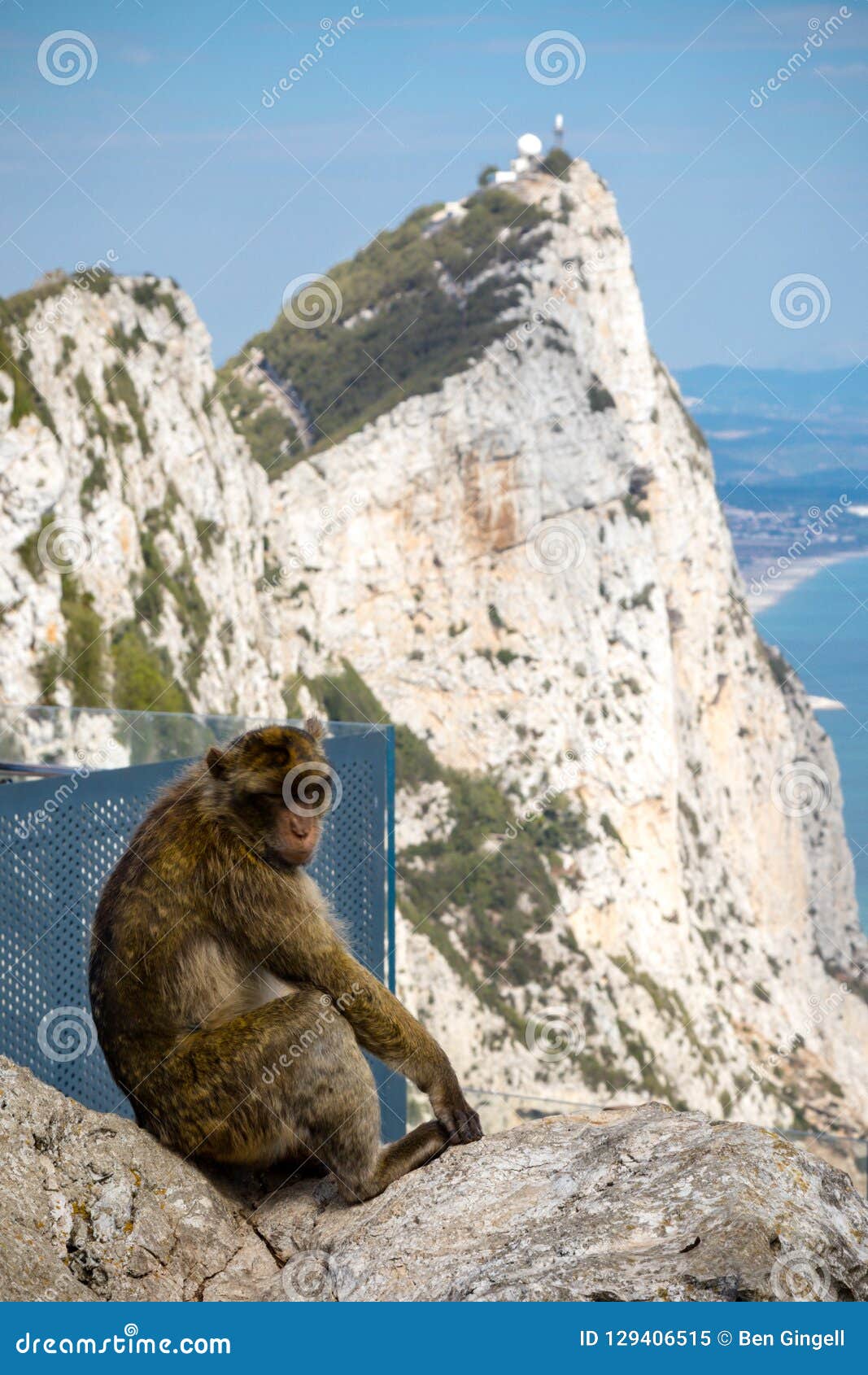 Os Macacos Famosos De Gibraltar Imagem de Stock - Imagem de ...