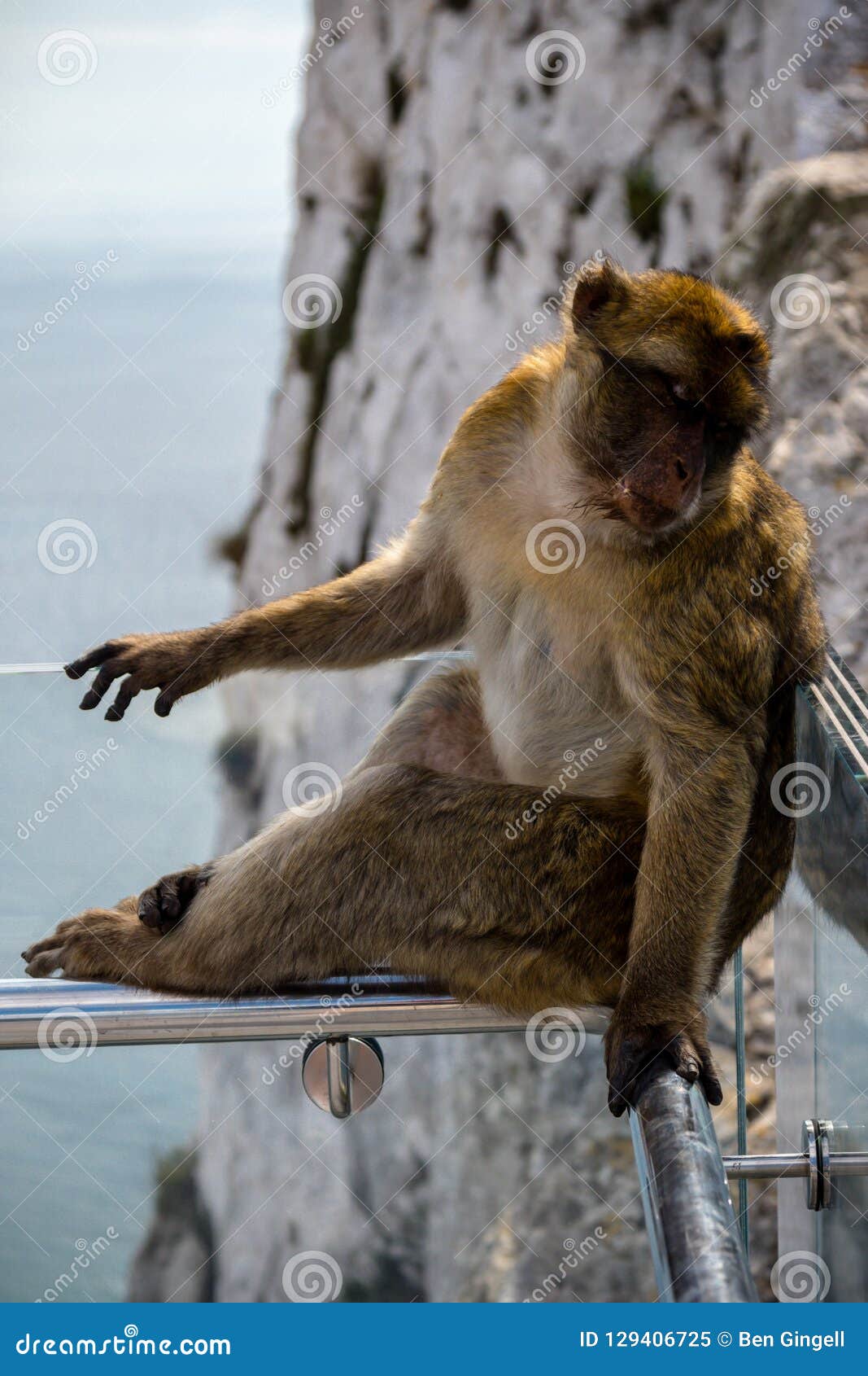 Os Macacos Famosos De Gibraltar Imagem de Stock - Imagem de urbano ...