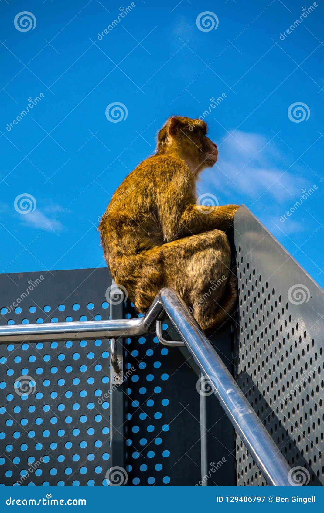 Os Macacos Famosos De Gibraltar Imagem de Stock - Imagem de ...