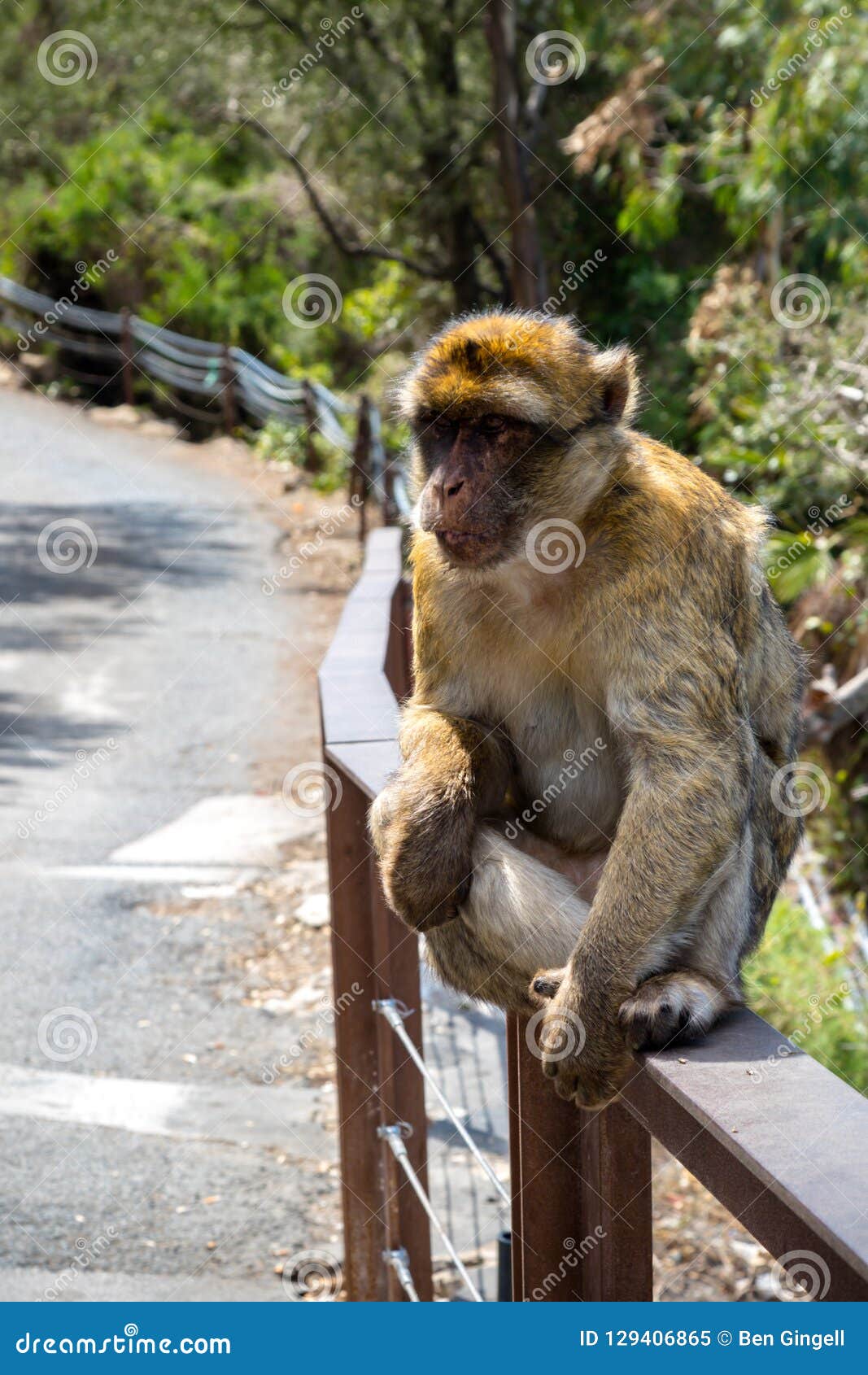 Os Macacos Famosos De Gibraltar Imagem de Stock - Imagem de britânica ...