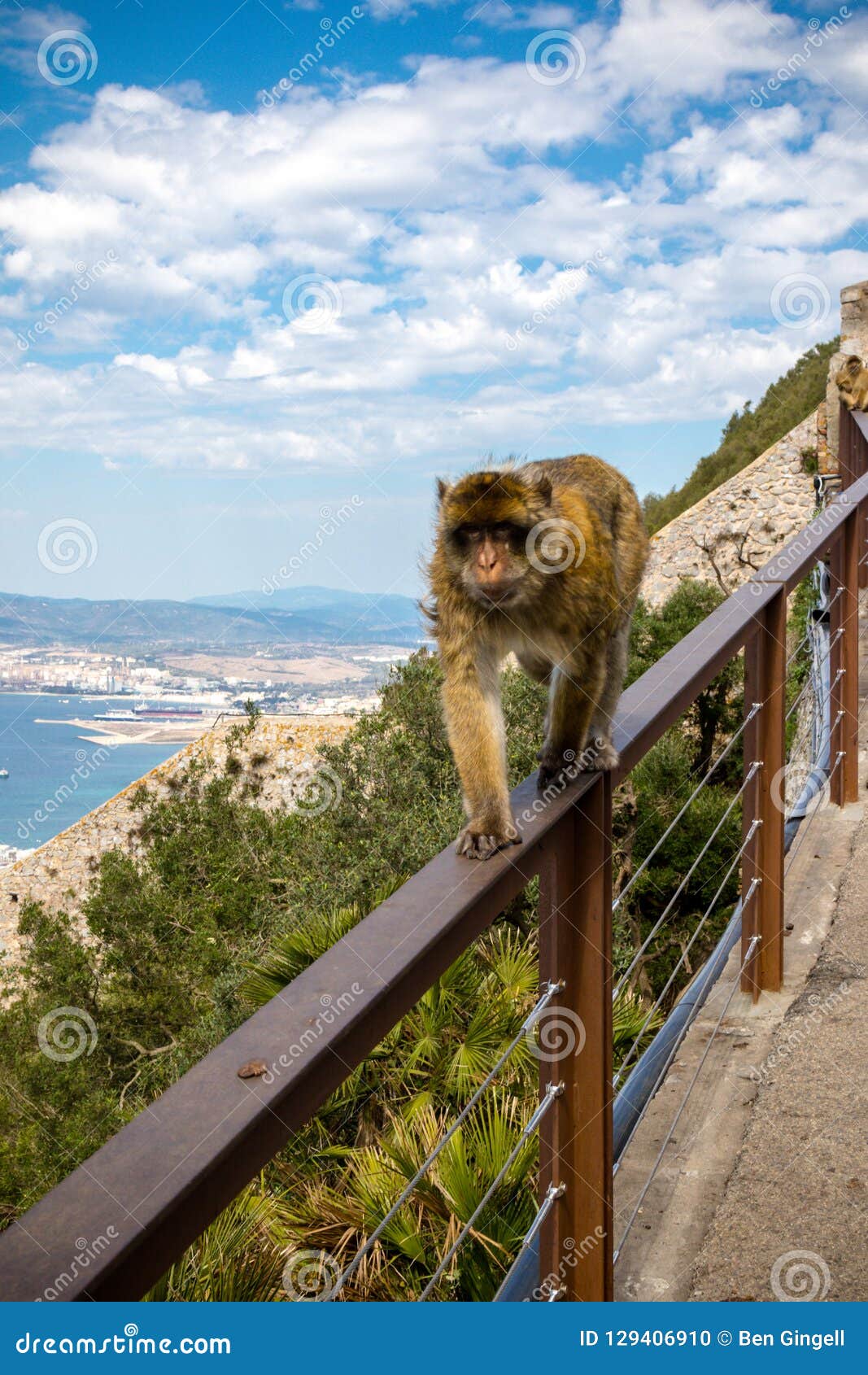 Os Macacos Famosos De Gibraltar Foto de Stock - Imagem de turista ...