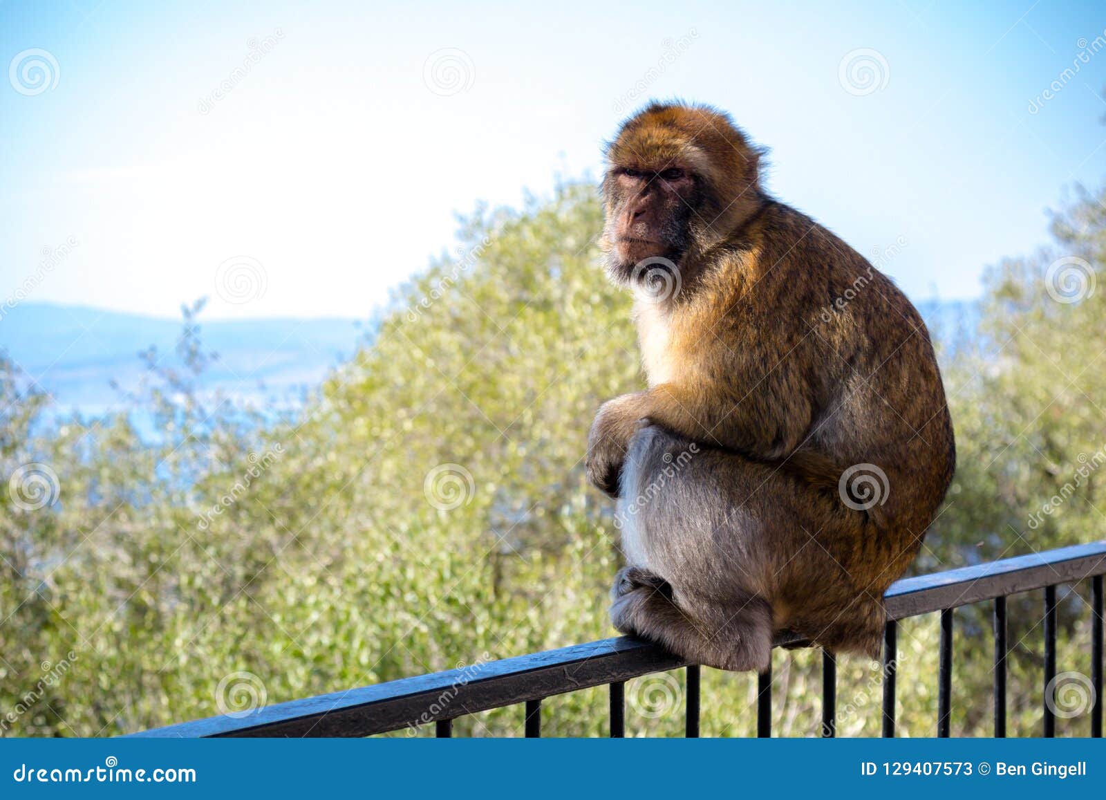 Os Macacos Famosos De Gibraltar Imagem de Stock - Imagem de primata ...