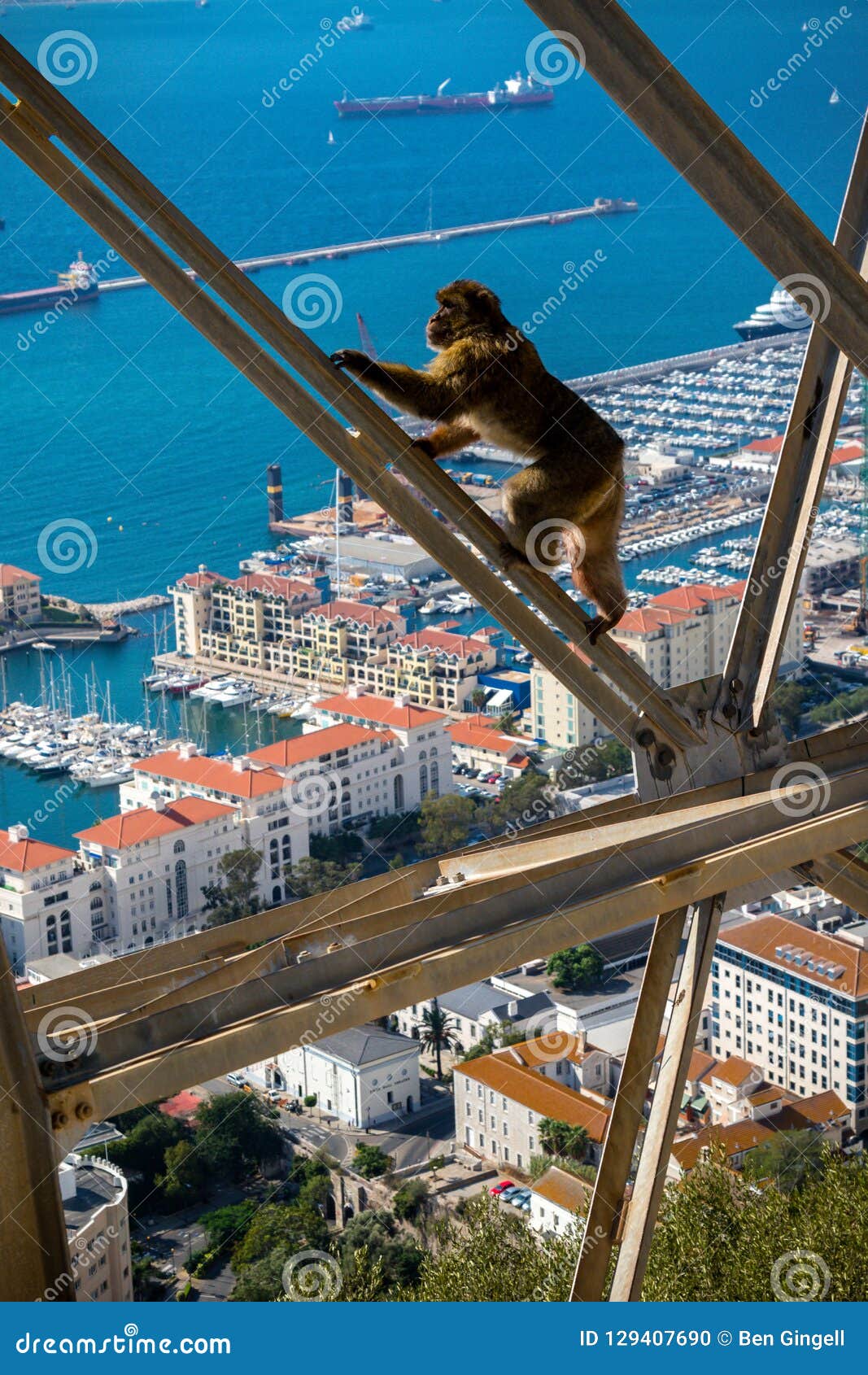 Os Macacos Famosos De Gibraltar Foto de Stock - Imagem de europa ...
