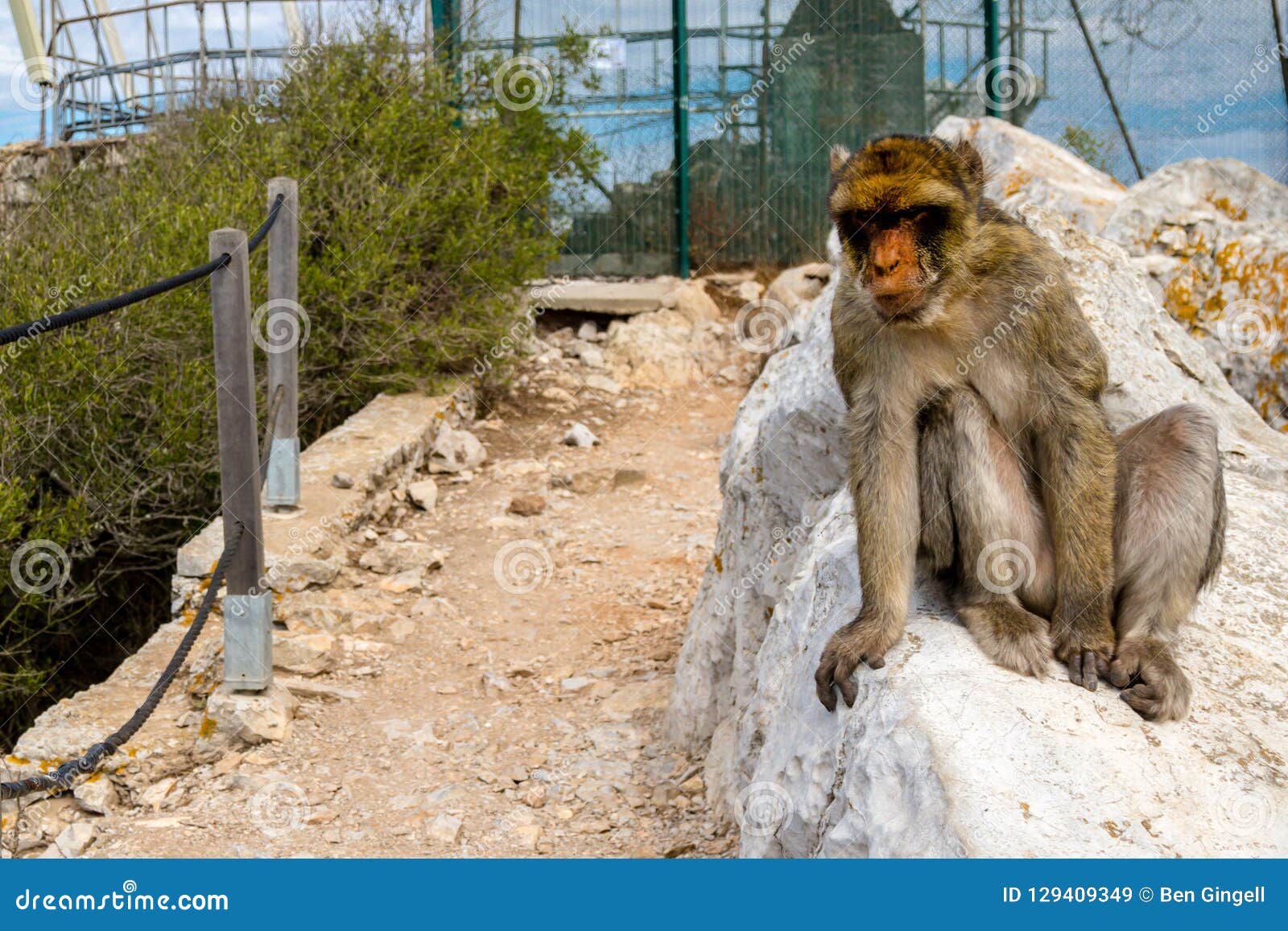 Os Macacos Famosos De Gibraltar Imagem de Stock - Imagem de nave ...