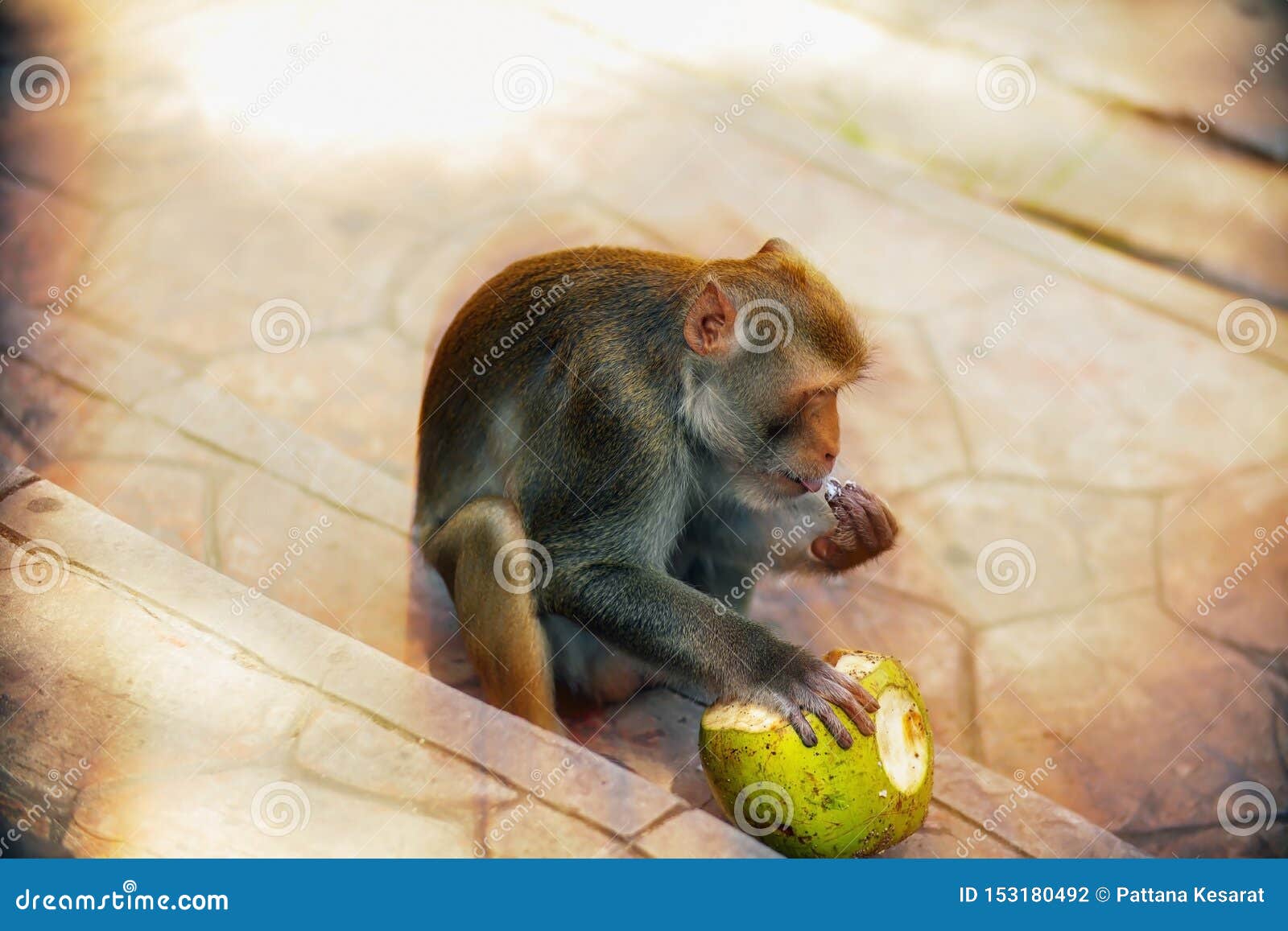 Os Macacos Sentam-se E Comendo O Fruto Do Coco Foto de Stock - Imagem ...
