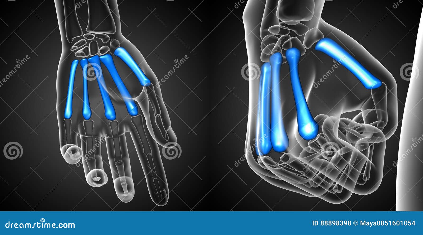 Os Metacarpal illustration stock. Illustration du métacarpienne - 88898398