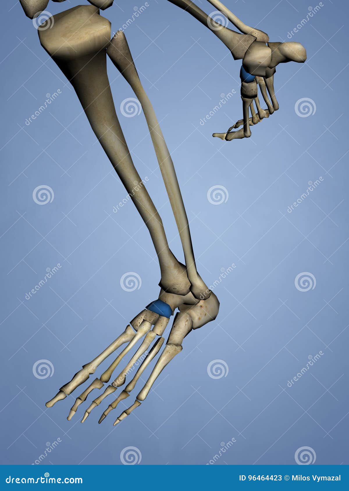 Os naviculaire, modèle 3D illustration stock. Illustration du tarsien ...