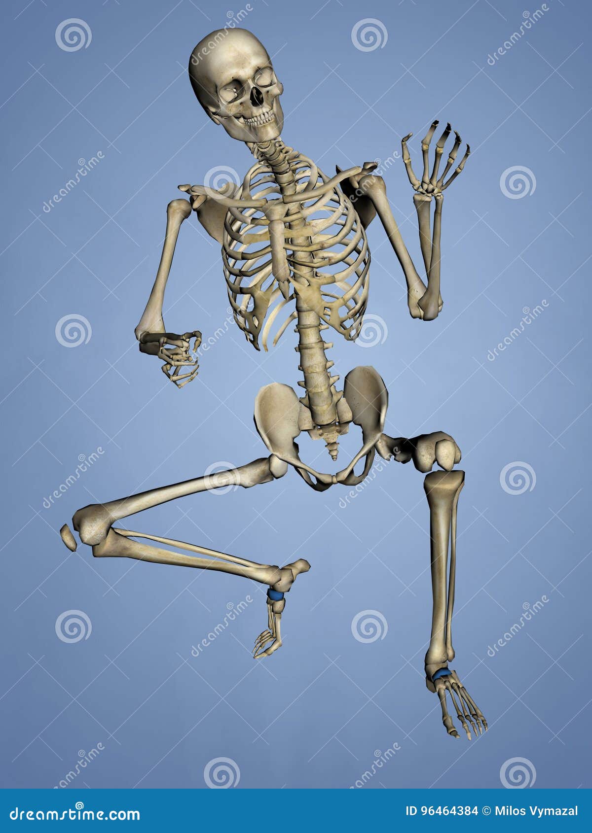 Os naviculare, Modell 3D stock abbildung. Illustration von knochen ...