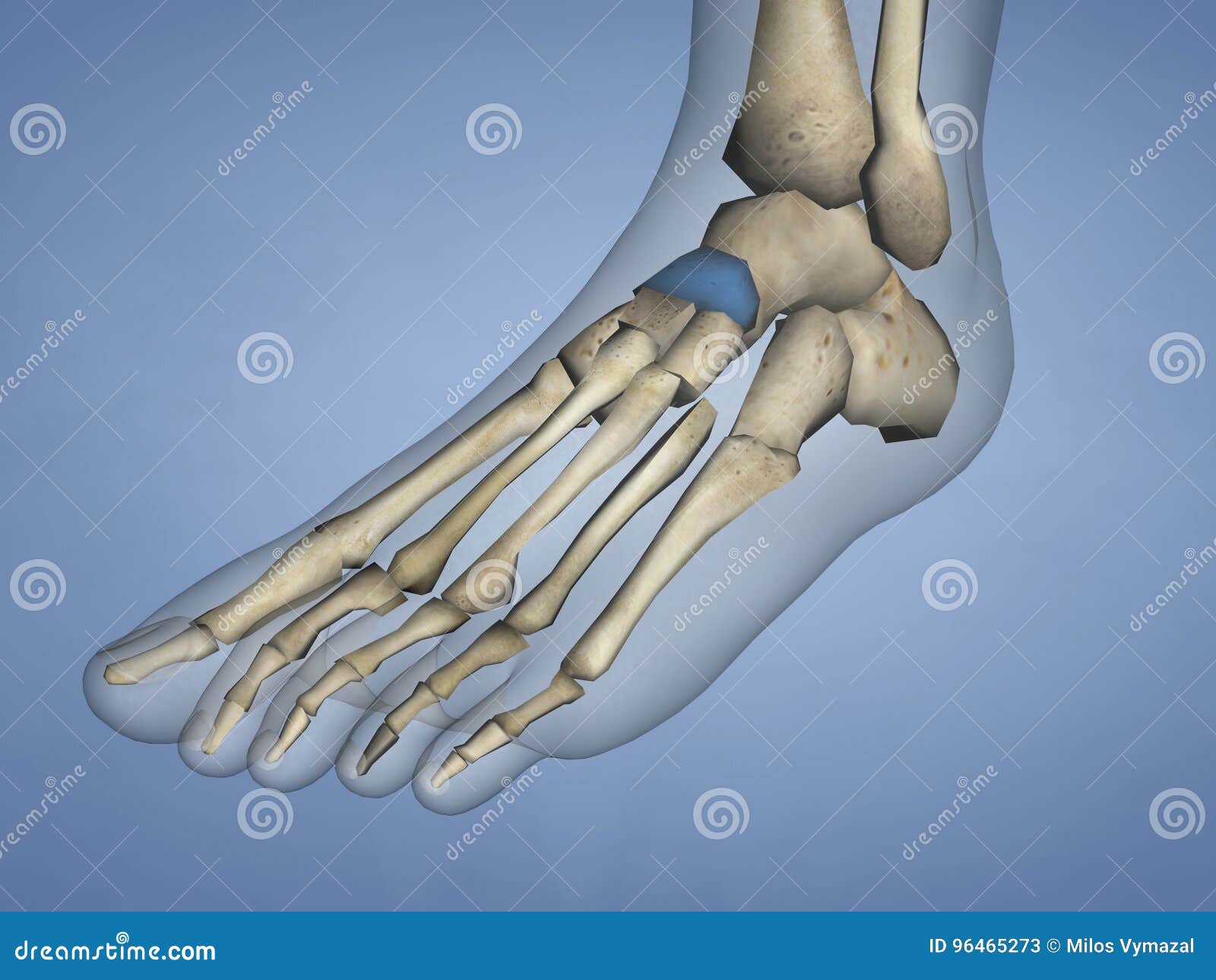 Os naviculare, Modell 3D stock abbildung. Illustration von wissenschaft ...