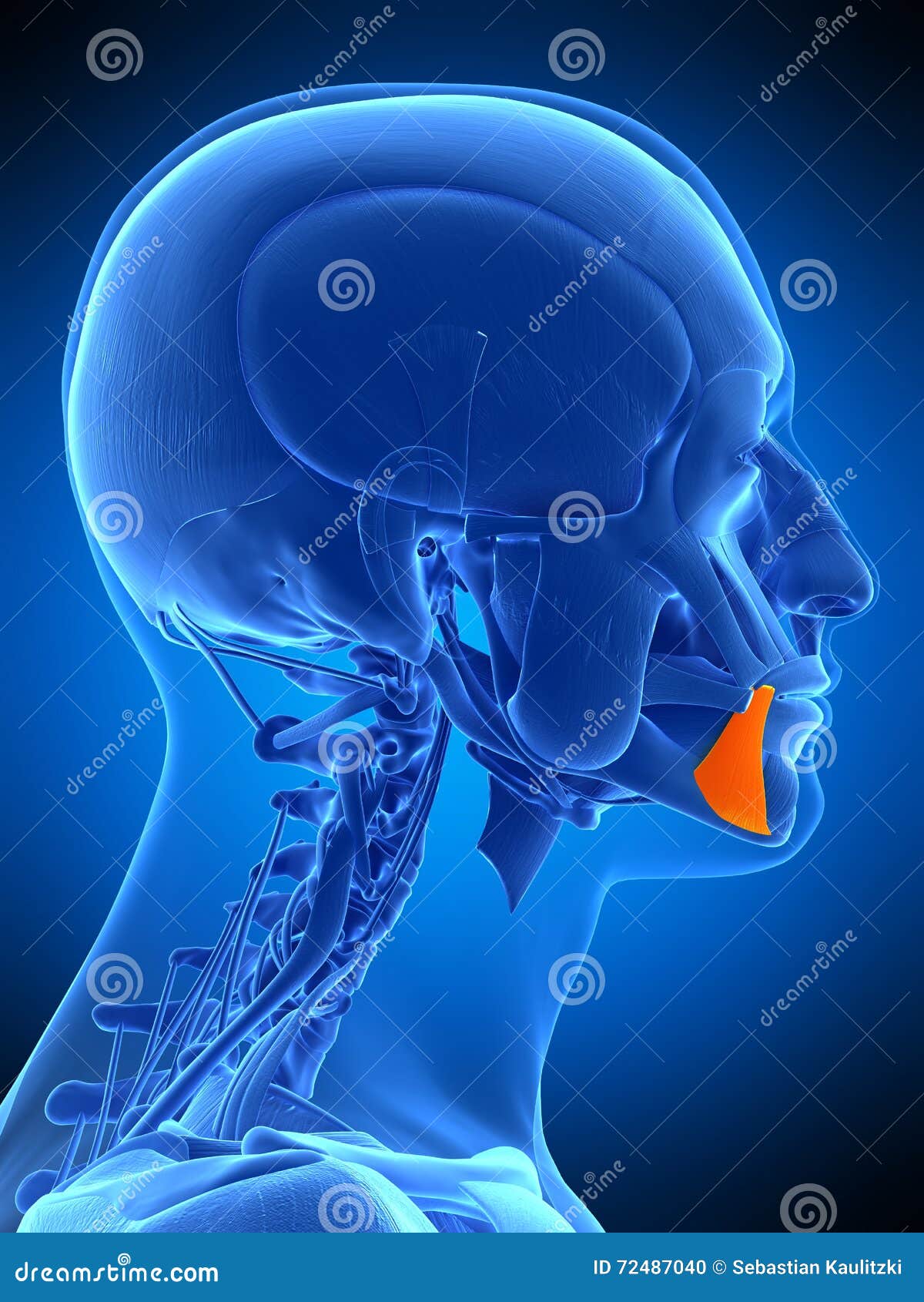 Os Oris Do Anguli Do Depressor Ilustração Stock - Ilustração de corpo ...