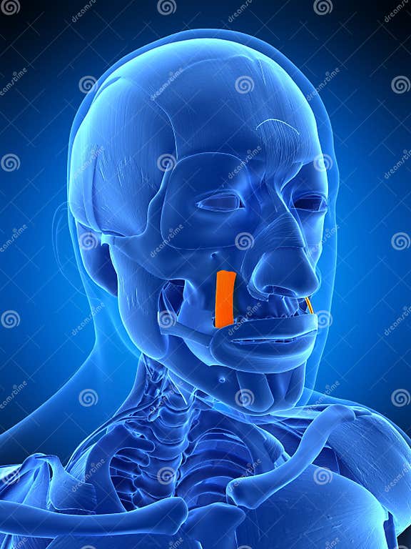 Os Oris Do Anguli Do Levator Ilustração Stock - Ilustração de artwork ...