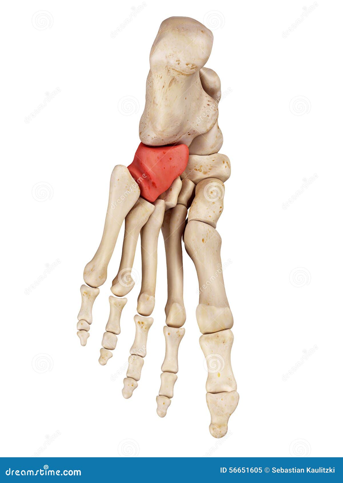 Os ossos cuboid ilustração stock. Ilustração de exato - 56651605