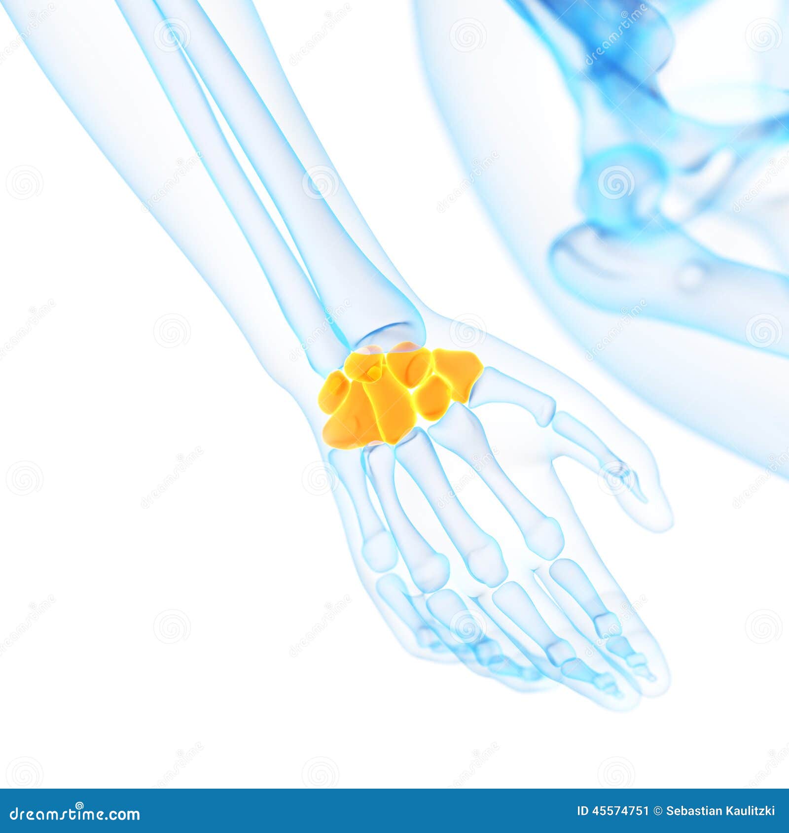 Os ossos de pulso ilustração stock. Ilustração de biologia - 45574751