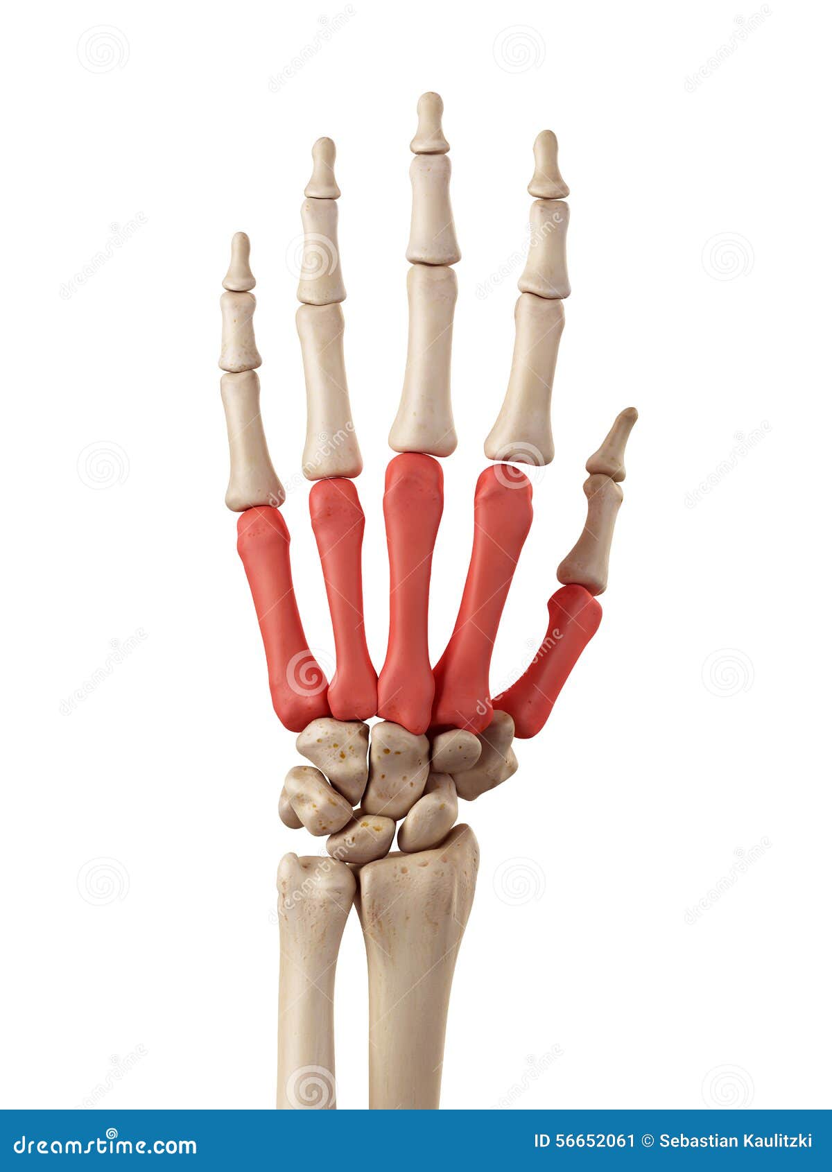Os ossos metacarpal ilustração stock. Ilustração de metacarpo - 56652061