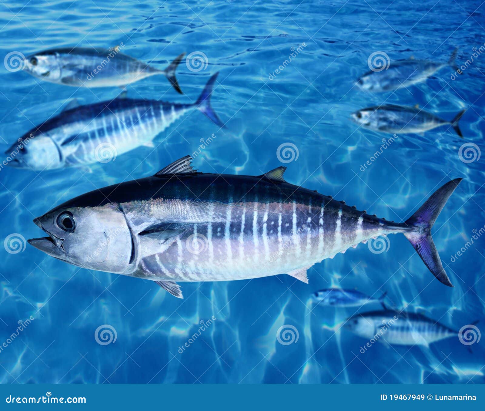 Os Peixes De Atum Do Bluefin Educam O Underwater Imagem de Stock ...
