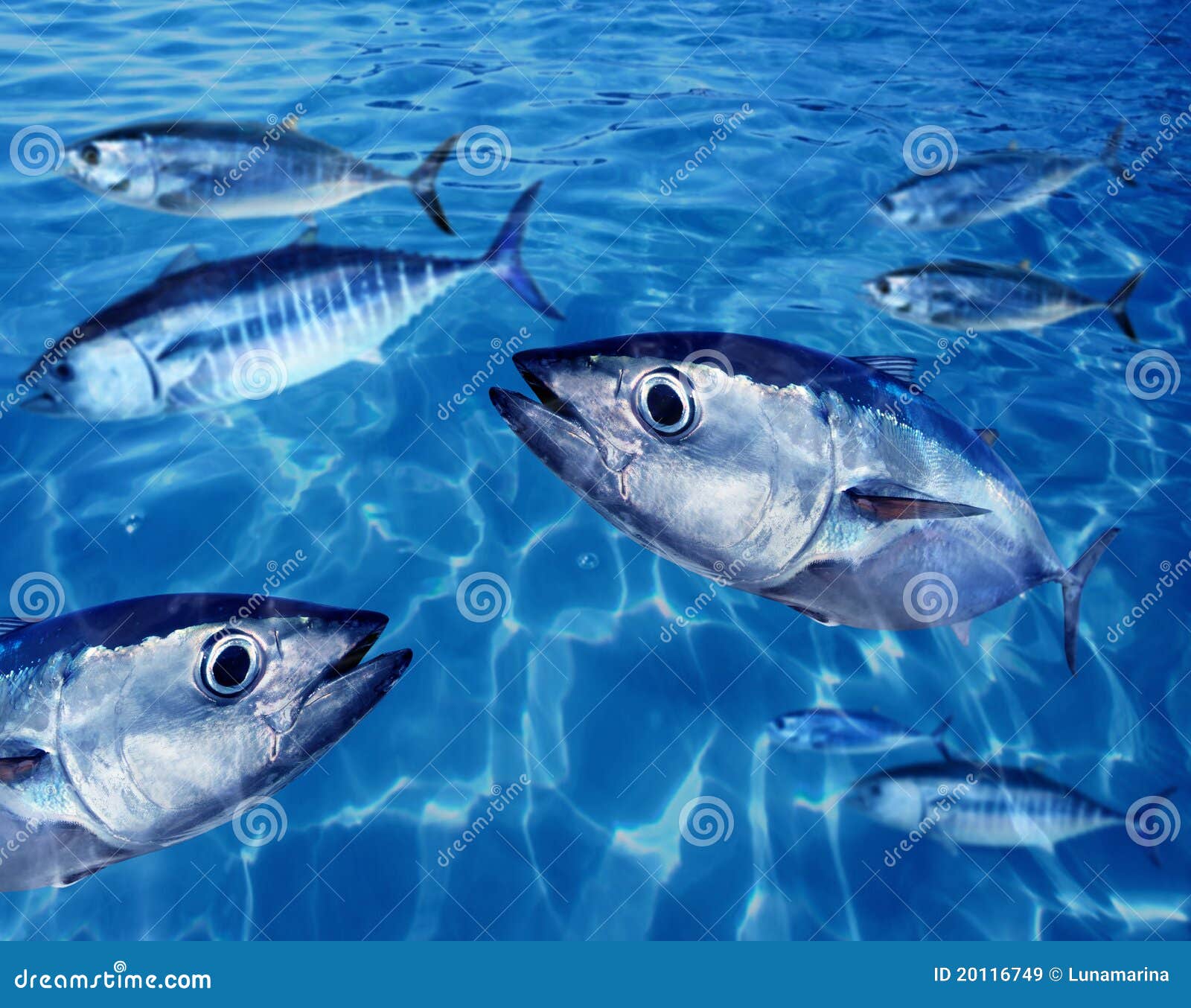 Os Peixes De Atum Do Bluefin Educam O Underwater Imagem de Stock ...