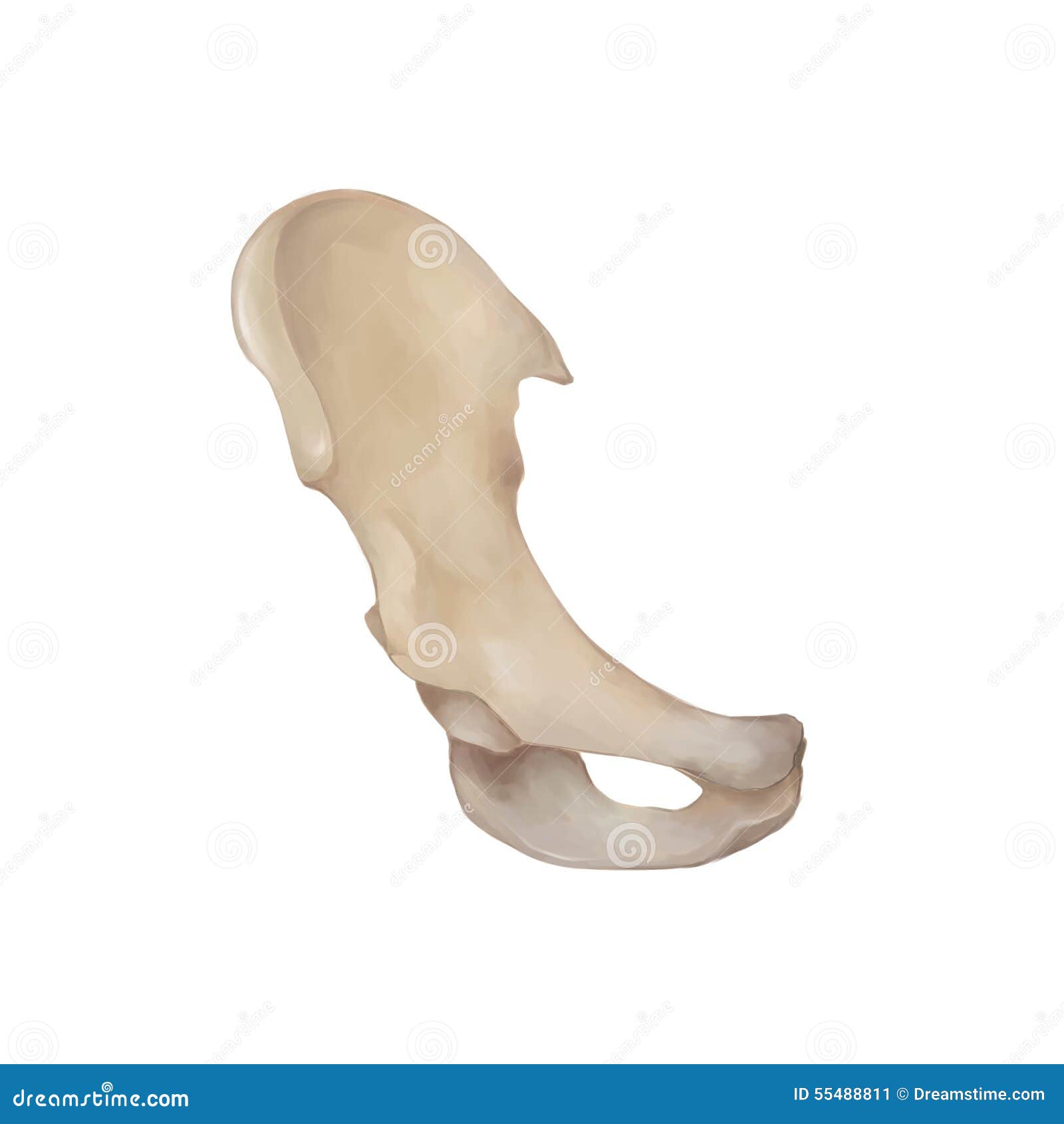 Os pelvien humain droit illustration stock. Illustration du tubercule ...