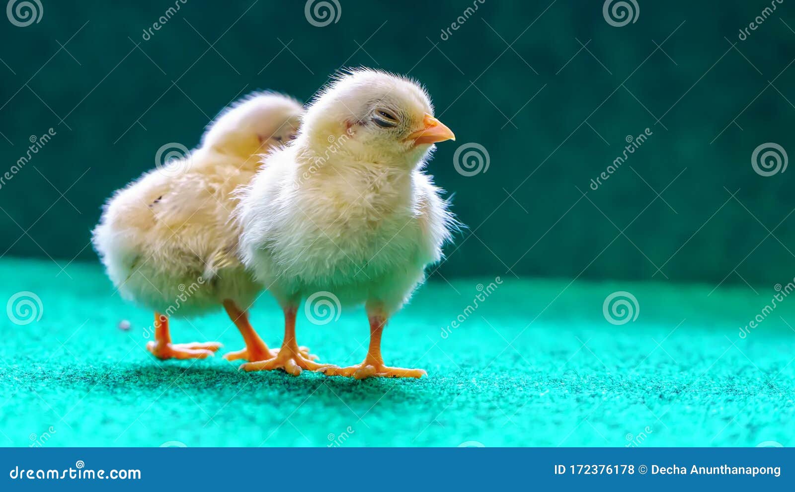 Os pintos amarelos foto de stock. Imagem de fazenda - 172376178