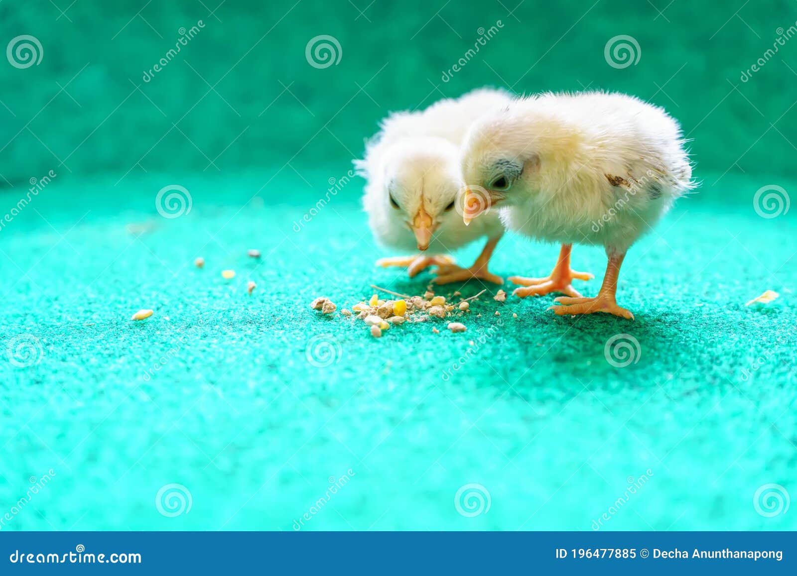 Os pintos amarelos imagem de stock. Imagem de exterior - 196477885