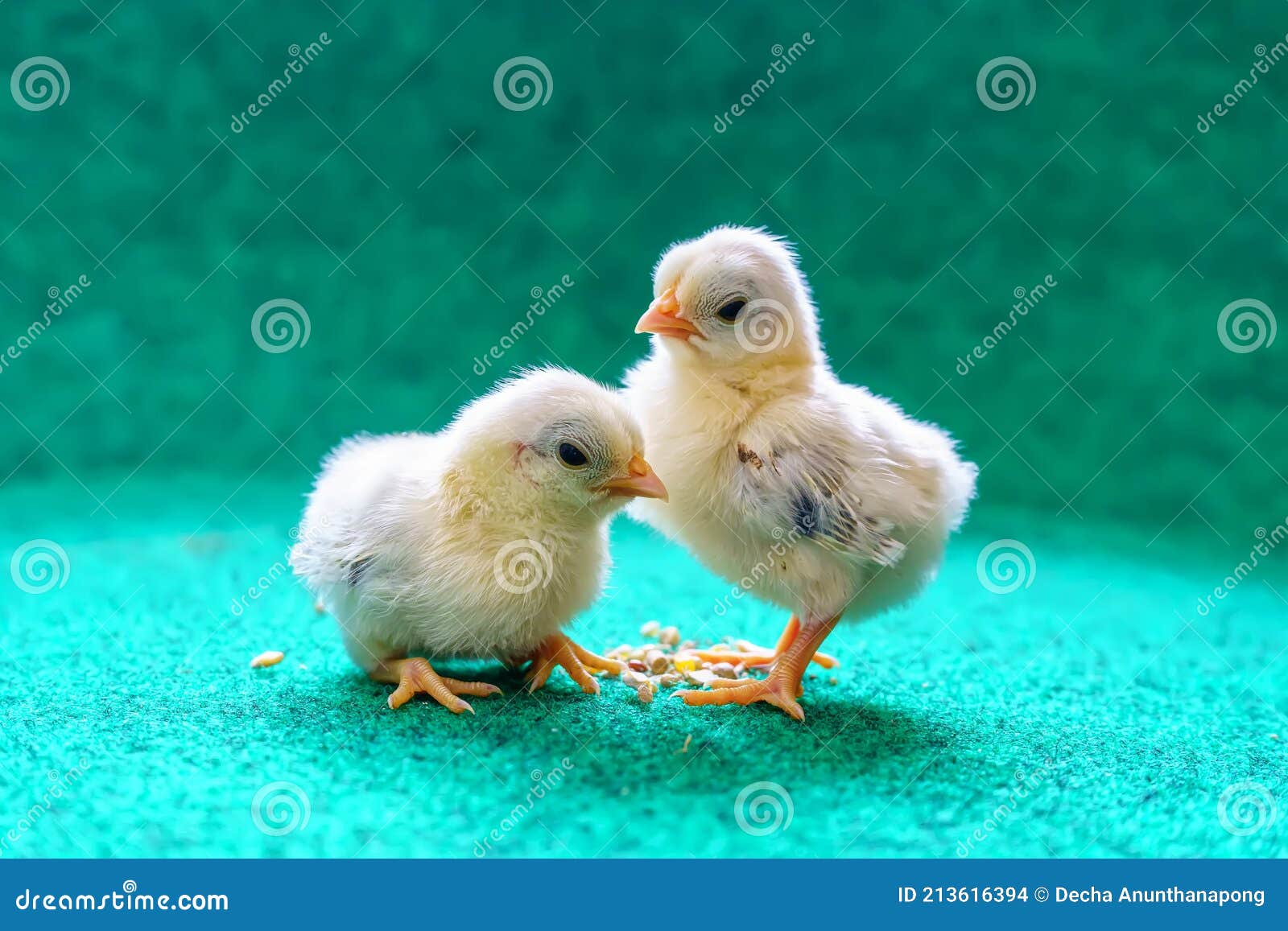 Os pintos amarelos foto de stock. Imagem de feno, comer - 213616394