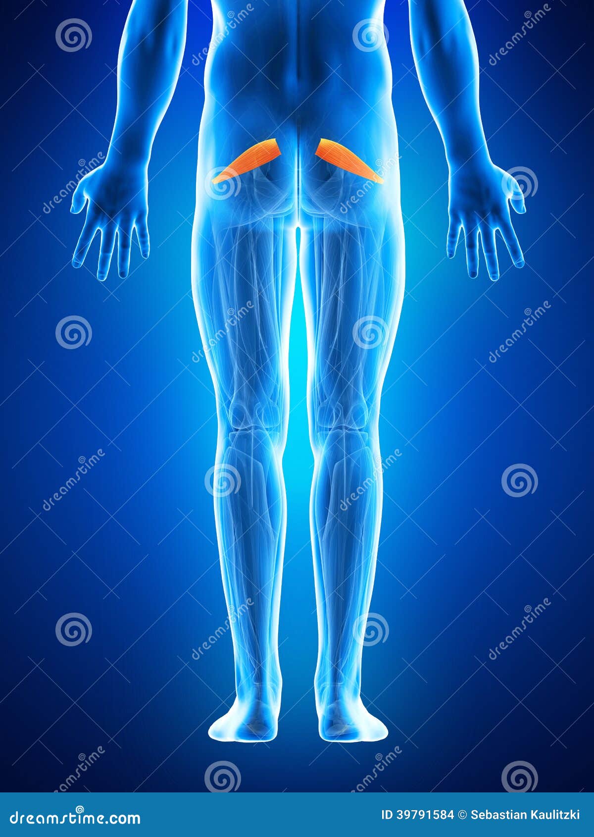 Os piriformis ilustração stock. Ilustração de azul, fisiologia - 39791584