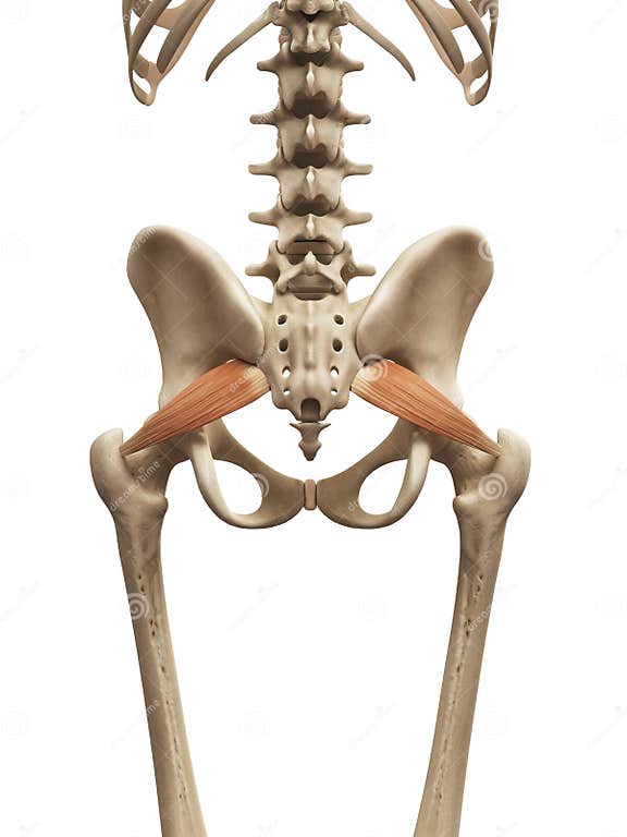 Os piriformis ilustração stock. Ilustração de fisiologia - 45575754