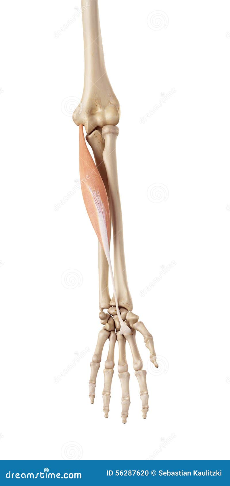 Os Radialis Dos Carpos Da Flexor Ilustração Stock - Ilustração de ...