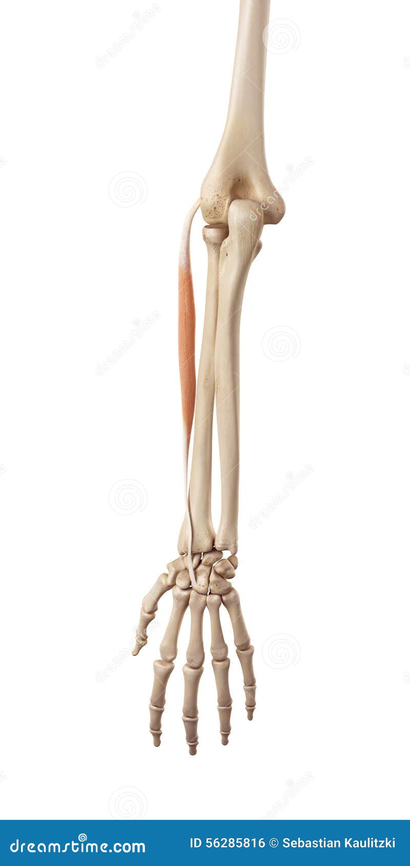 Os Radialis Dos Carpos Do Extensor Brevis Ilustração Stock - Ilustração ...