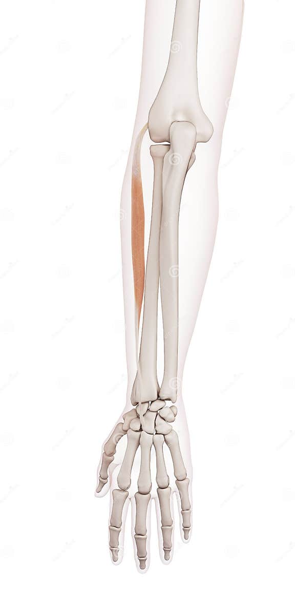Os Radialis Dos Carpos Do Extensor Brevis Ilustração Stock - Ilustração ...