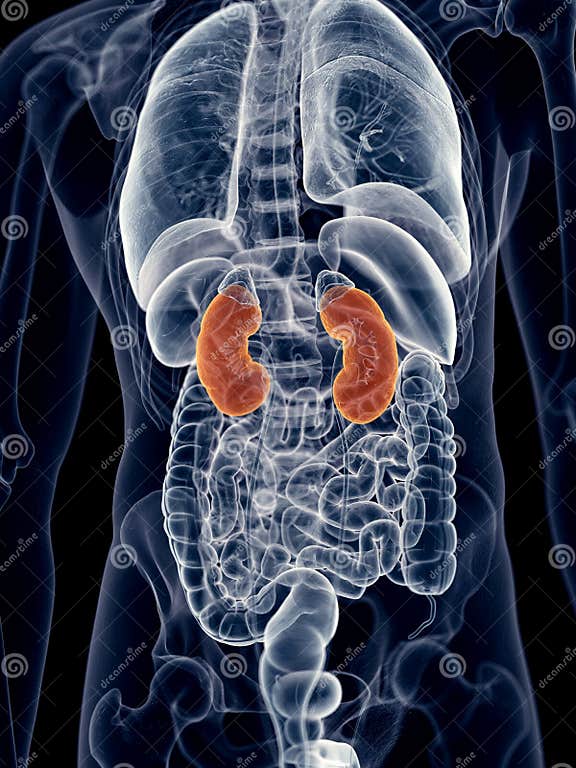 Os rins ilustração stock. Ilustração de corpo, rins, biologia - 57000168