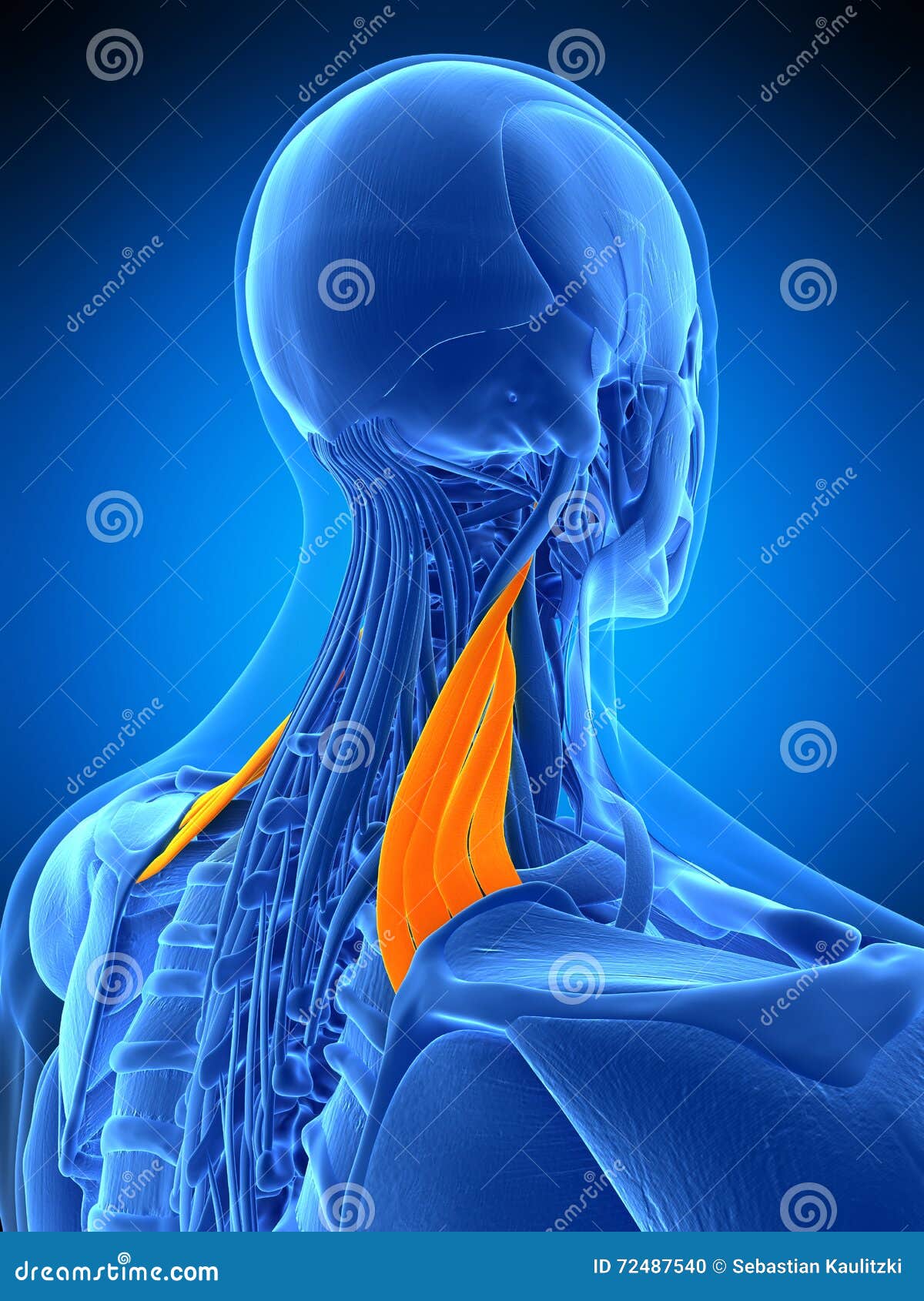 Os scapularis do levator ilustração stock. Ilustração de render - 72487540