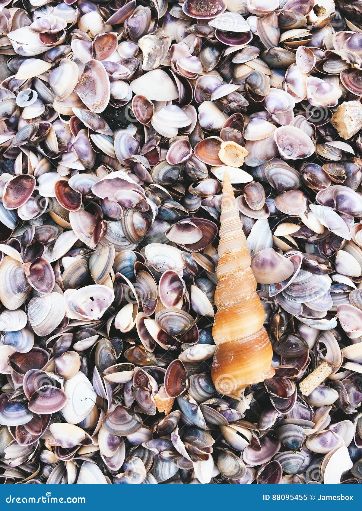 Os Shell E O Caracol Do Mar Na Areia Encalham Imagem de Stock - Imagem ...