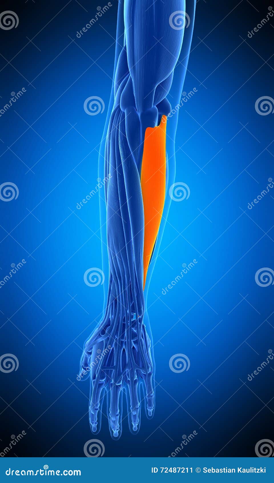 Os Ulnaris Dos Carpos Da Flexor Ilustração Stock - Ilustração de corpo ...