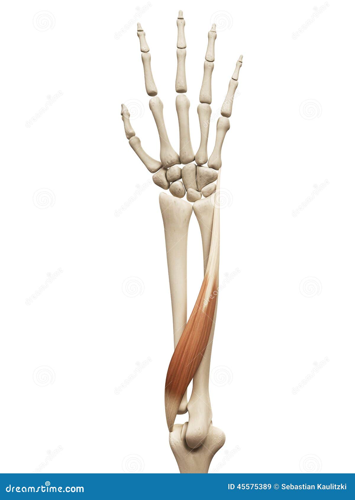 Os Ulnaris Dos Carpos Do Extensor Ilustração Stock - Ilustração de ...
