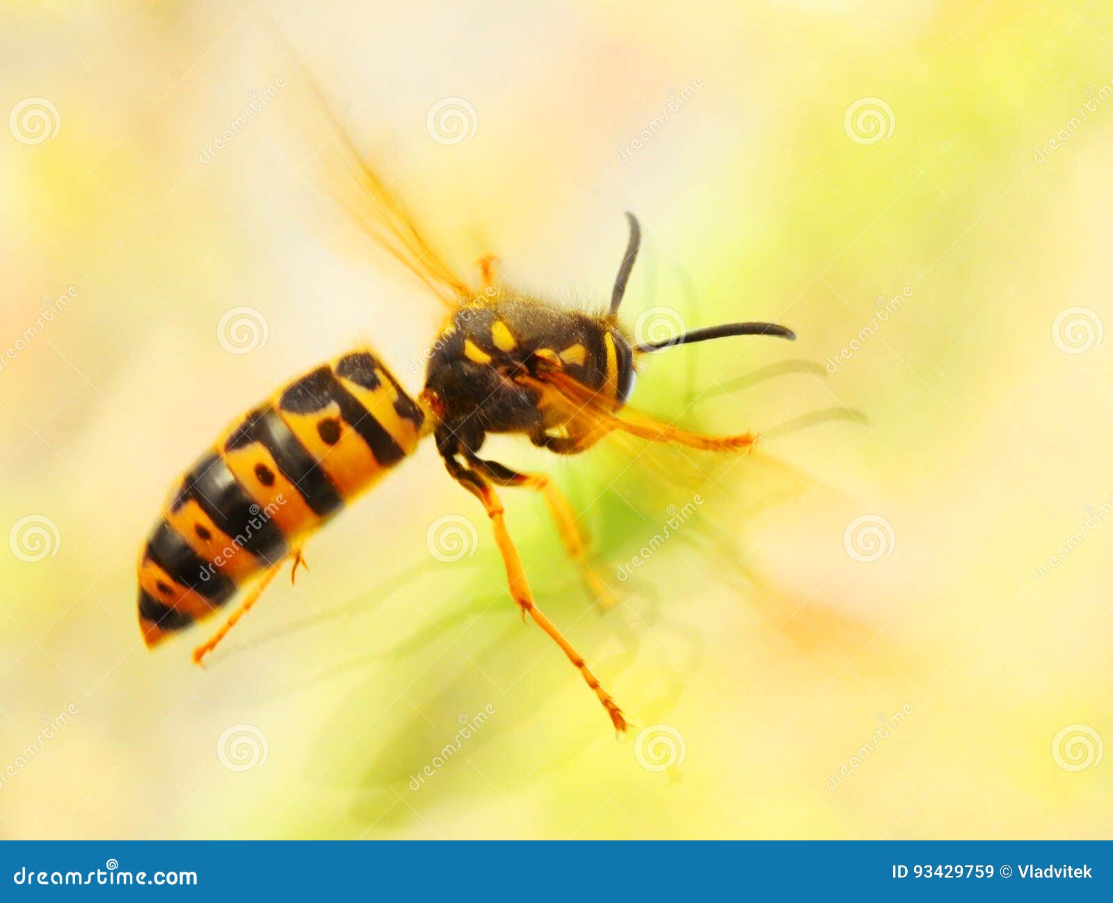 Osa obraz stock. Obraz złożonej z insekt, truteń, podczas - 93429759